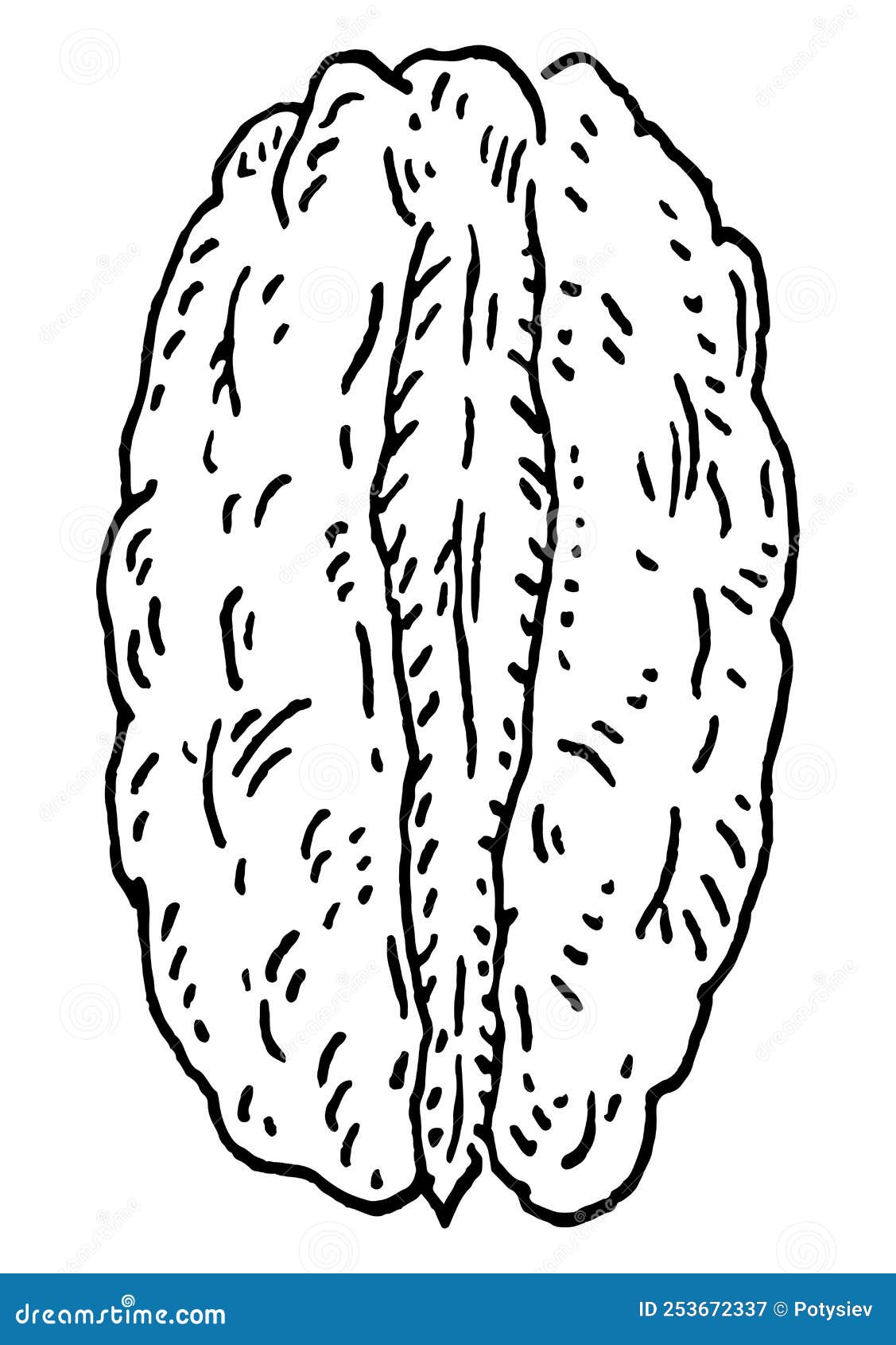 Pecan Nut In Shell And Peeled Kernels, Vector Illustration On White ...