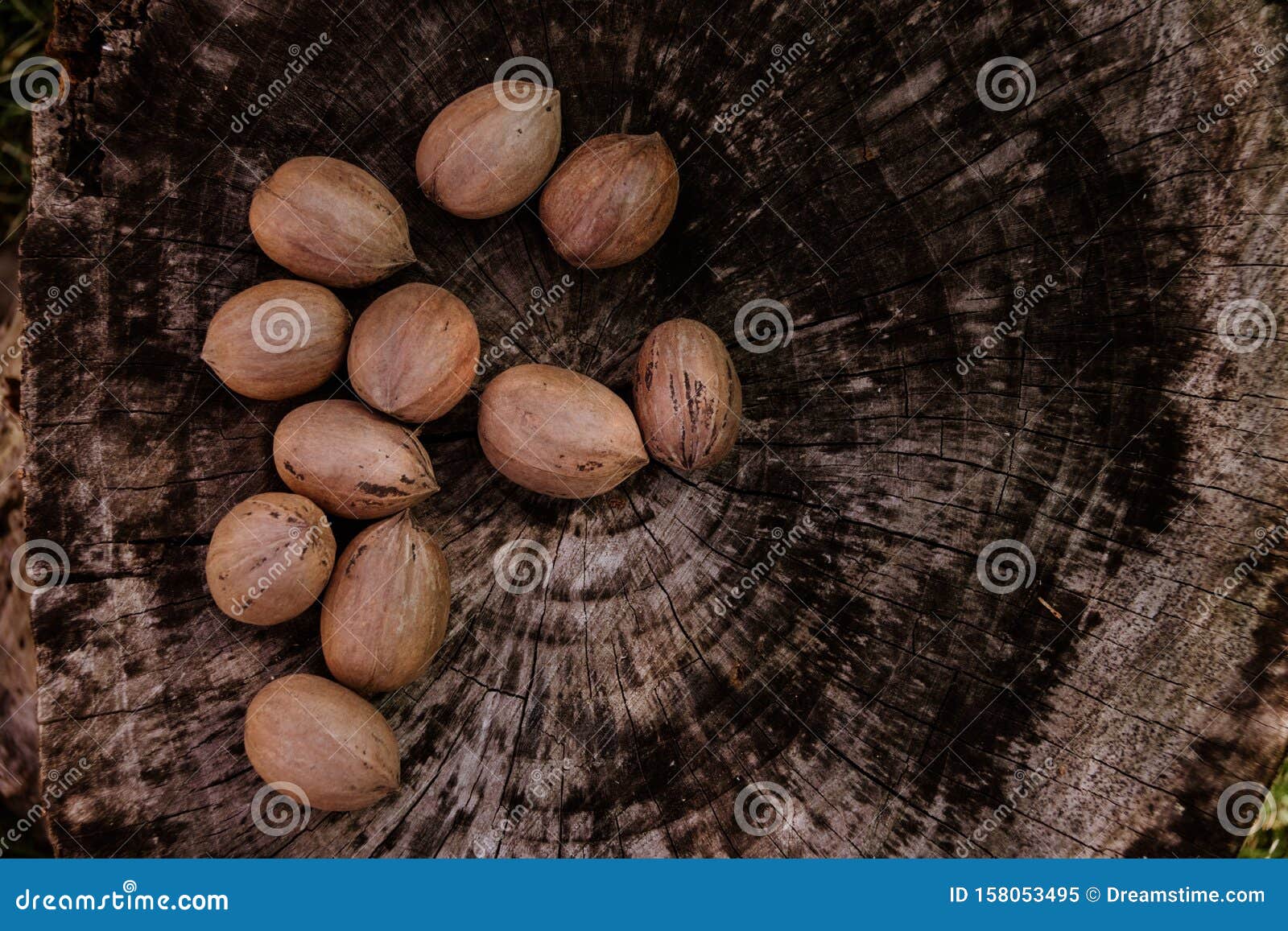 Pecan Nut on Wooden Log stock image. Image of strong - 158053495