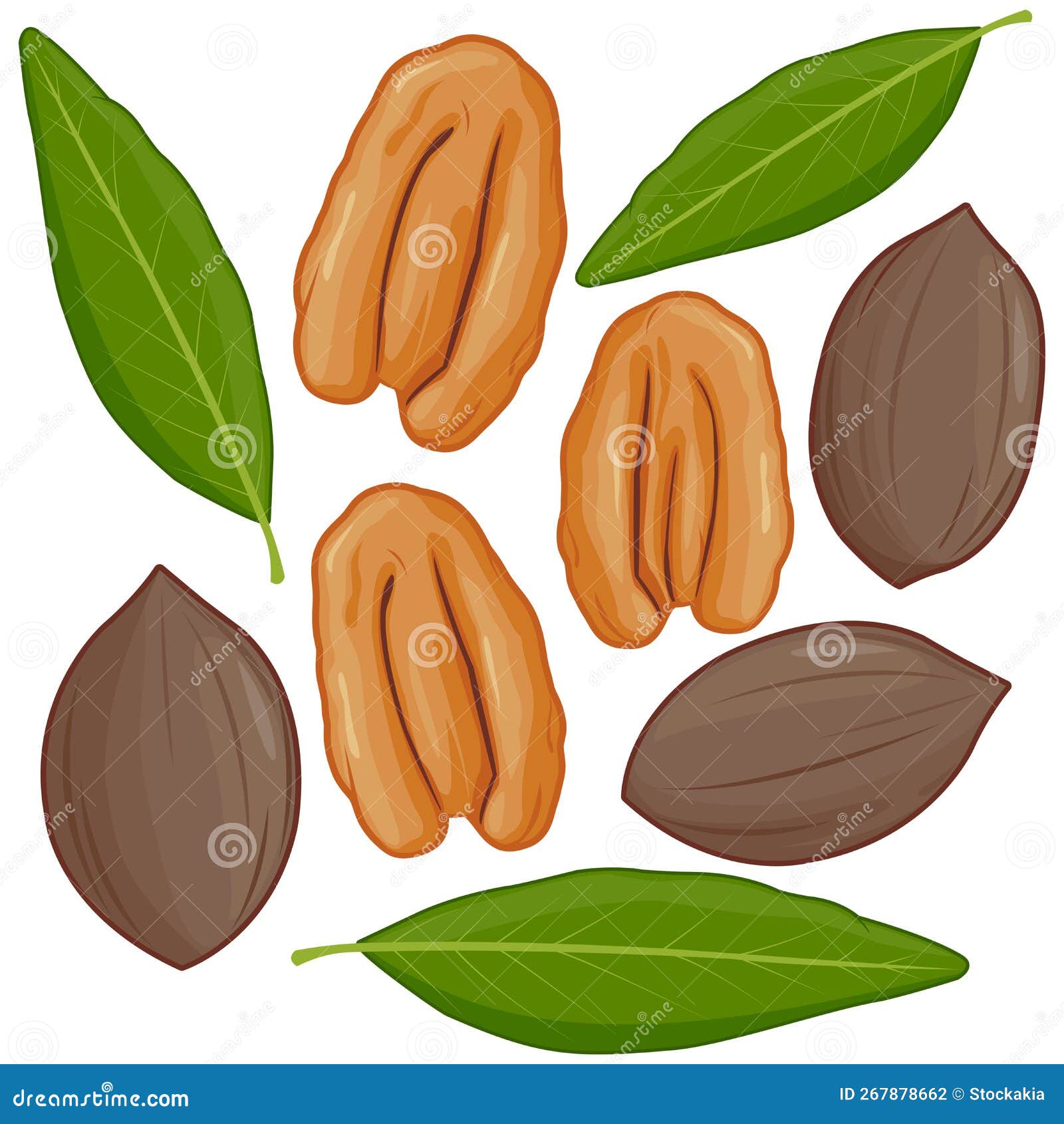 Pecan Nuts Collection. Vector Illustration Set | CartoonDealer.com ...