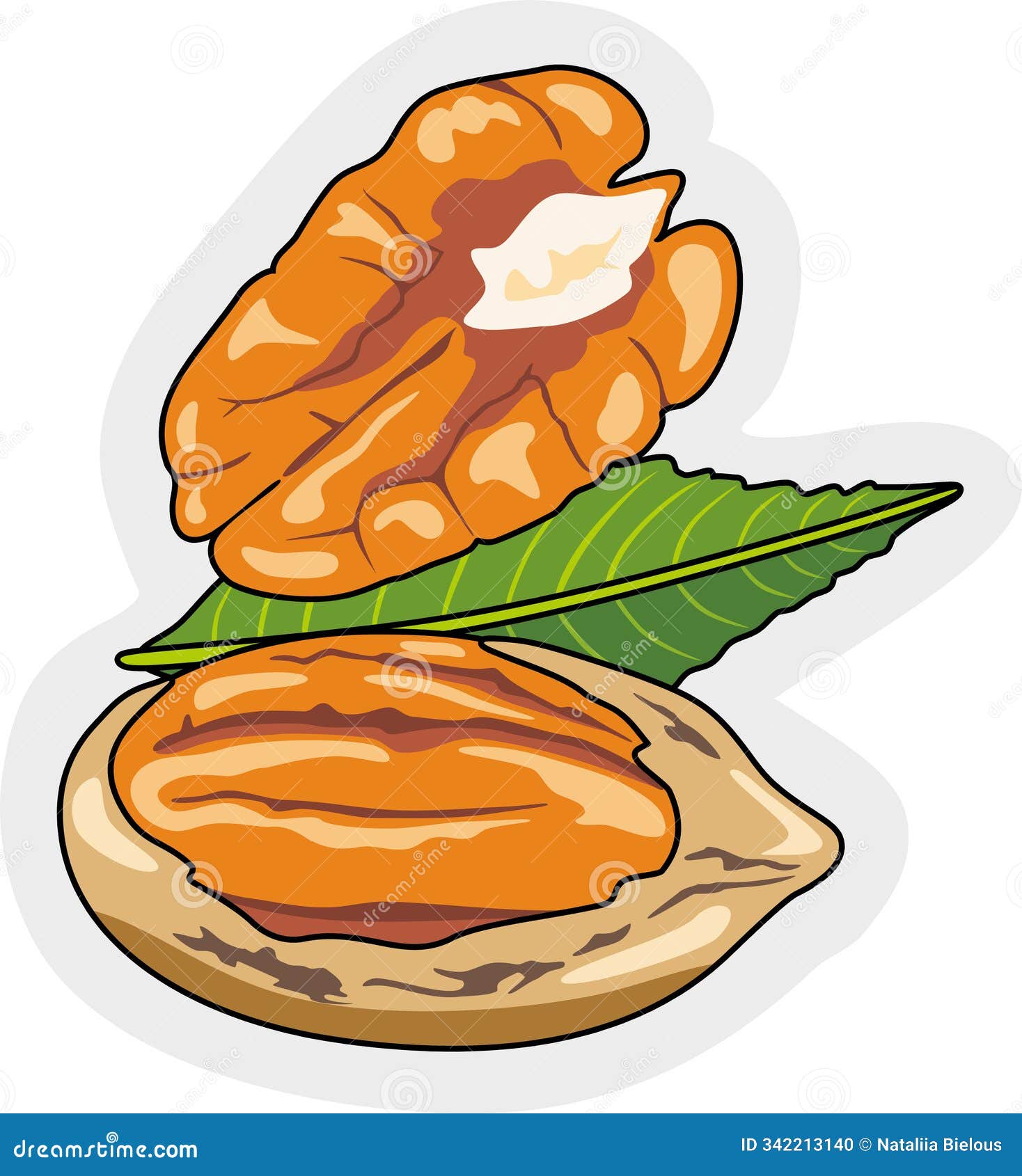 Pecan Nuts Collection. Vector Illustration Set | CartoonDealer.com ...