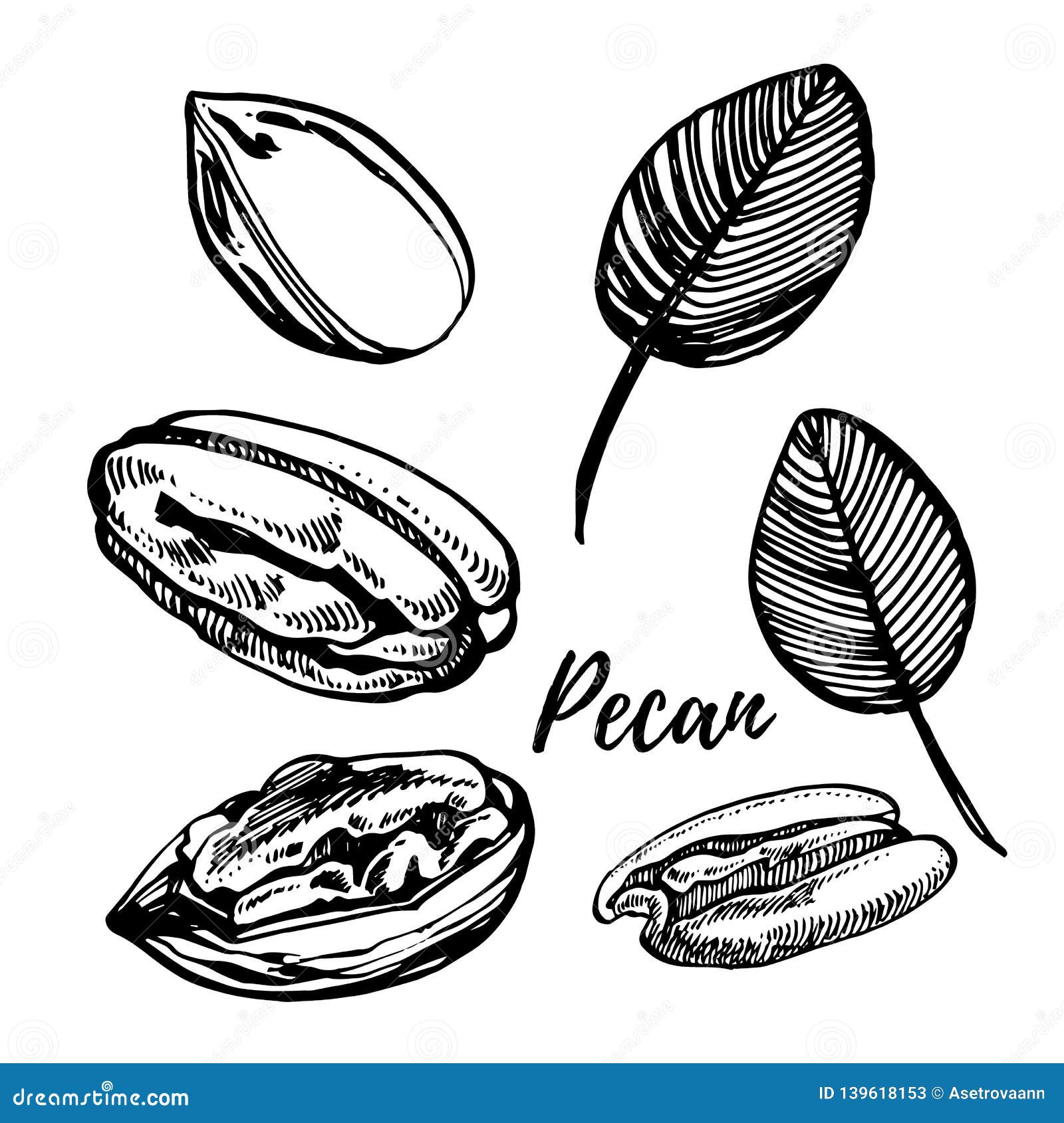 Pecan Nuts and Leaves Hand Drawn Illustration. Ink Sketch of Nuts. Hand ... Pecan Nuts and Leaves Hand Drawn Illustration. Ink Sketch of Nuts. Hand ...