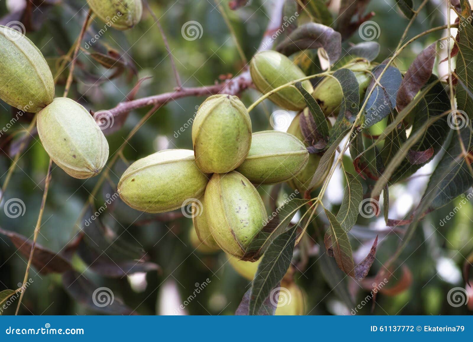 Pecan nuts stock photo. Image of green, leaf, shell, nature - 61137772