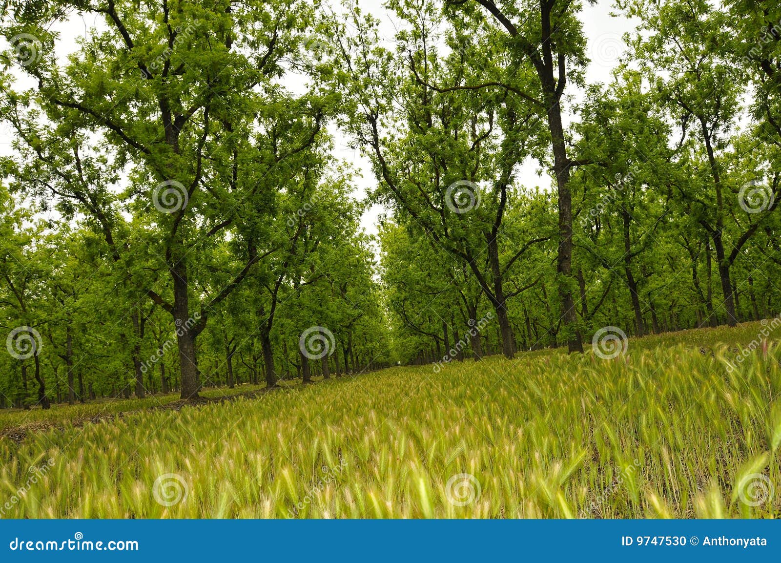 Pecan Orchard stock photo. Image of contrast, view, trees - 9747530