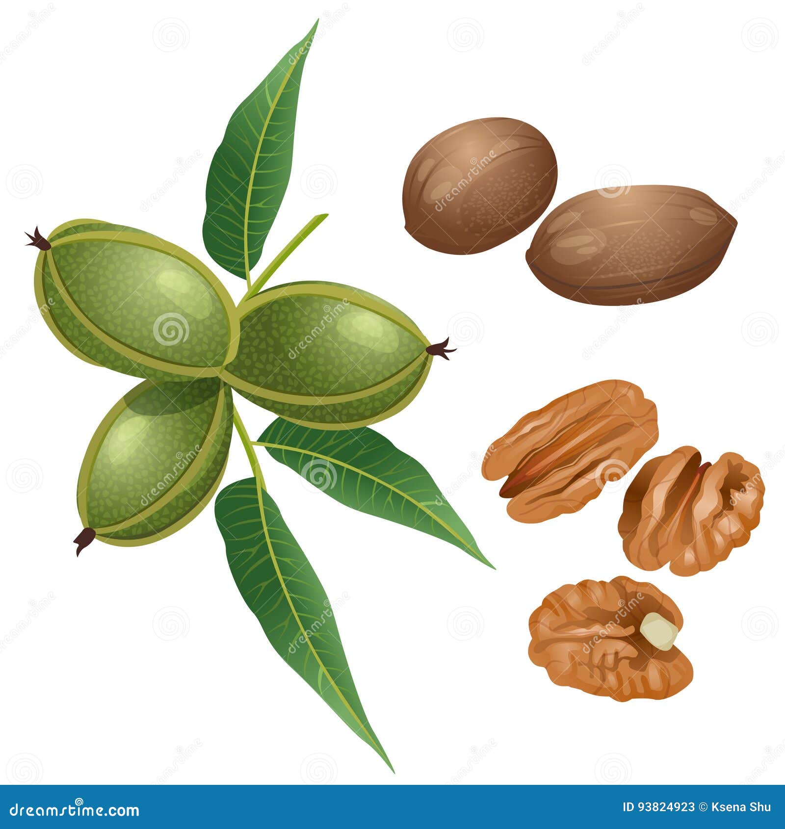Pecan Plant, Nuts and Peeled Kernels Stock Vector - Illustration of ...