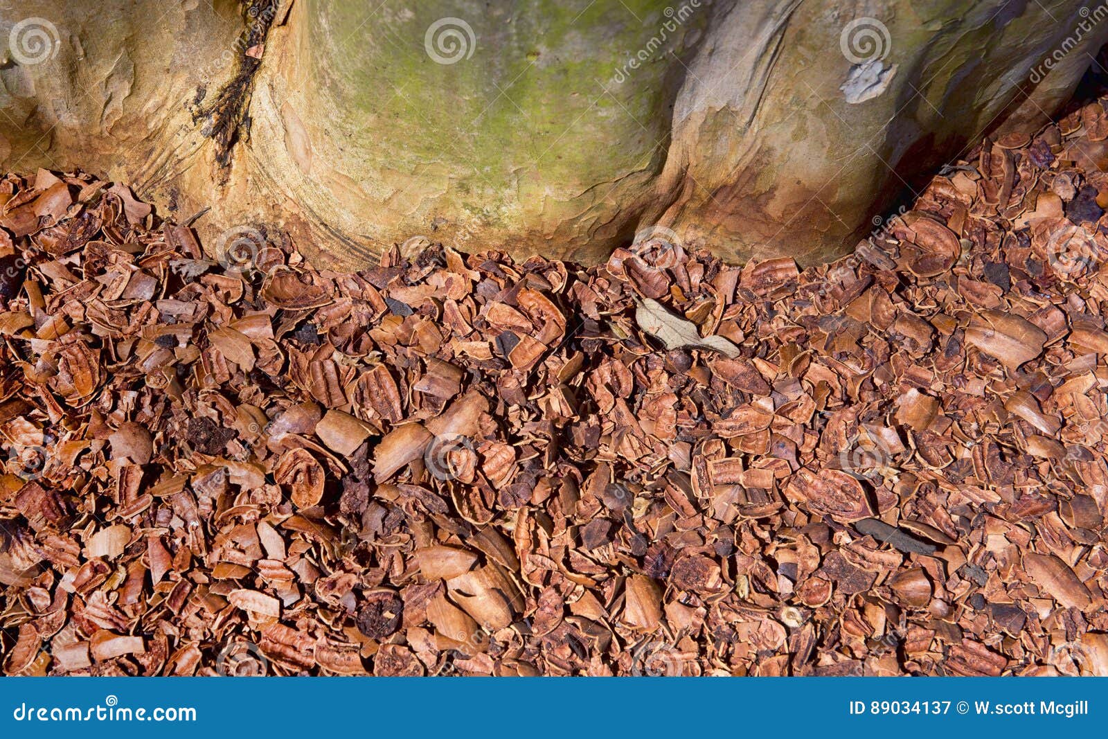 Pecan Shell Mulch. stock image. Image of organic, environment - 89034137