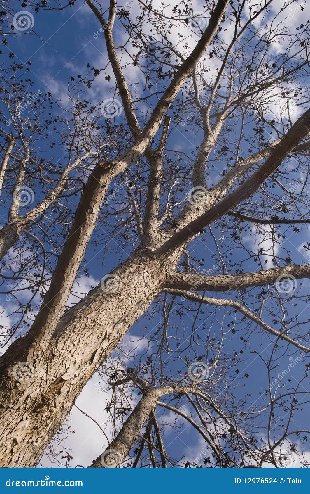 Pecan tree stock photo. Image of branch, sunlight, pecan - 12976524