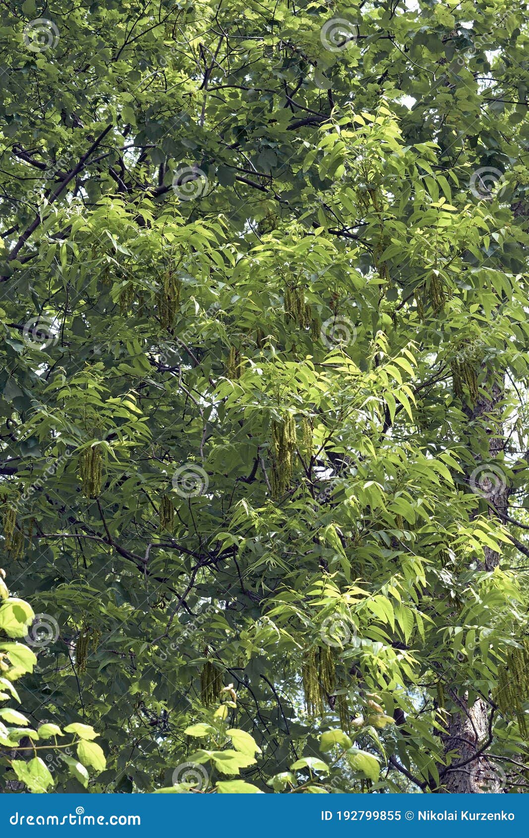 Pecan tree in blossom stock image. Image of horticulture - 192799855