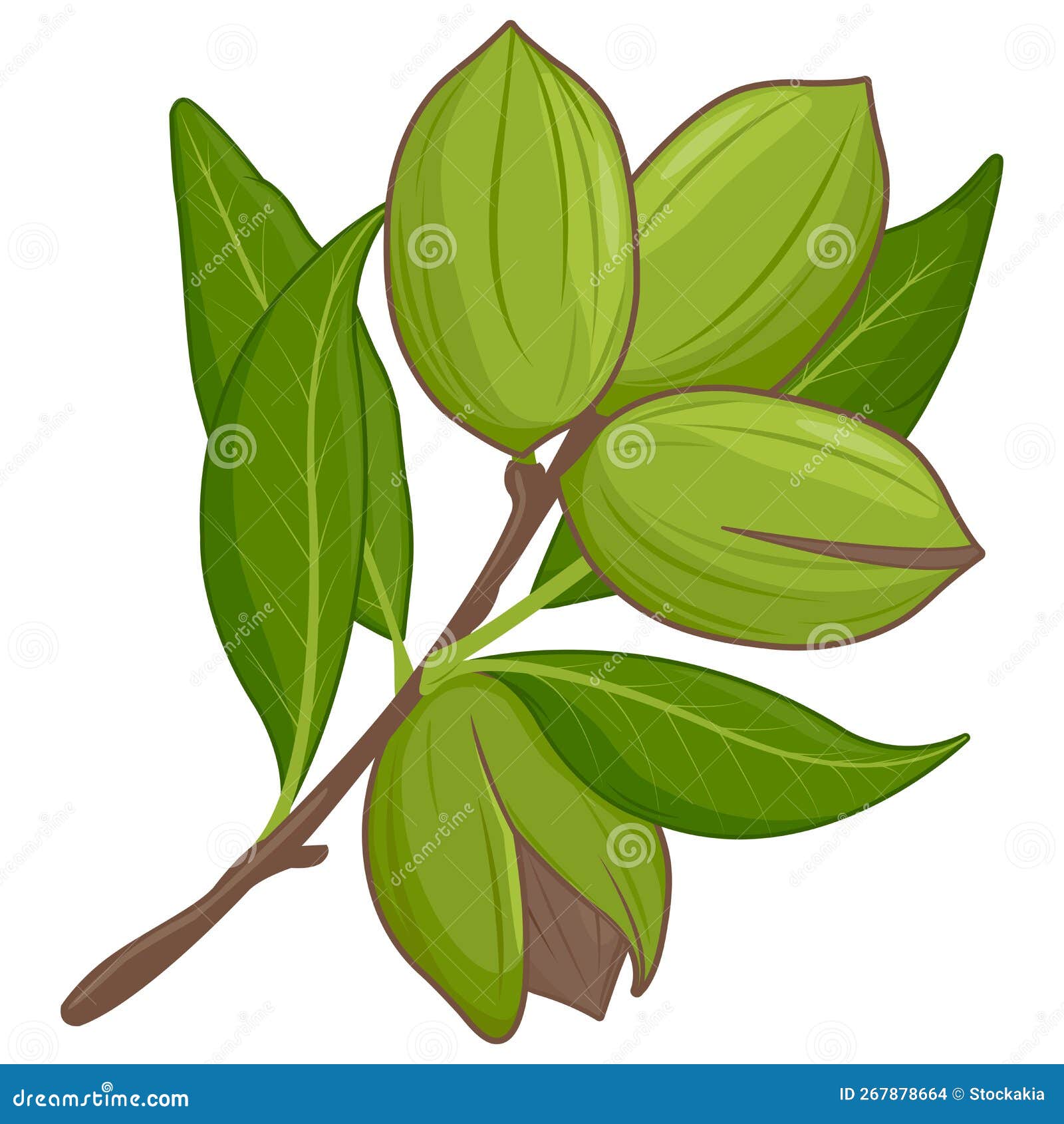 Pecan Tree Branch with Nuts. Vector Illustration Stock Vector ...