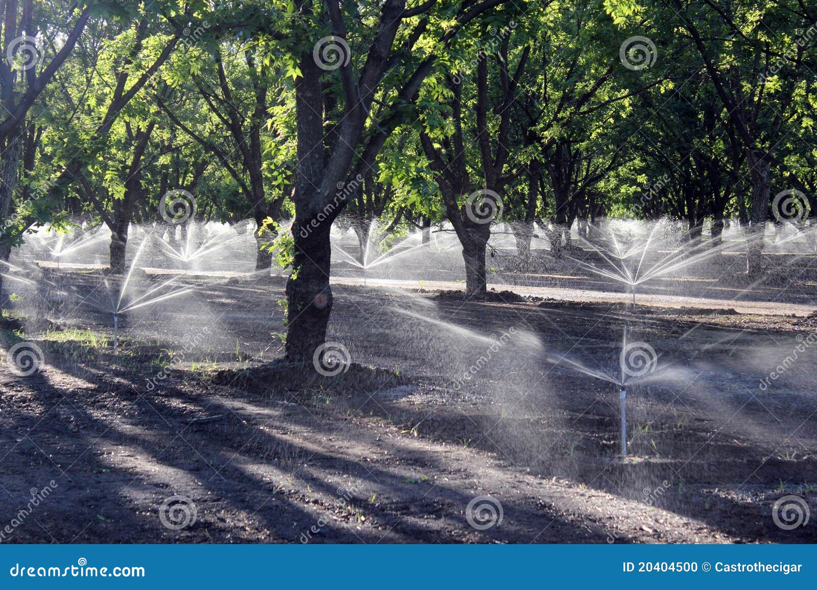 Pecan Tree Irrigation stock photo. Image of leaf, sunlit - 20404500