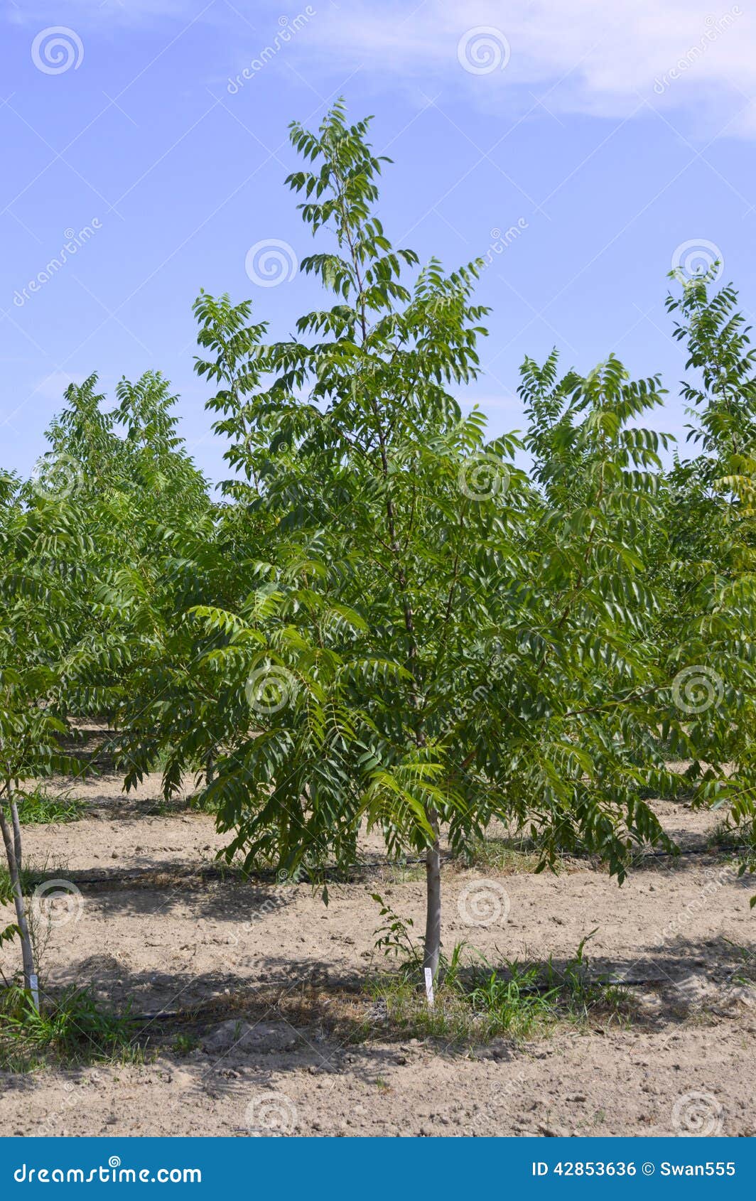 Pecan tree stock photo. Image of fibrous, background - 42853636