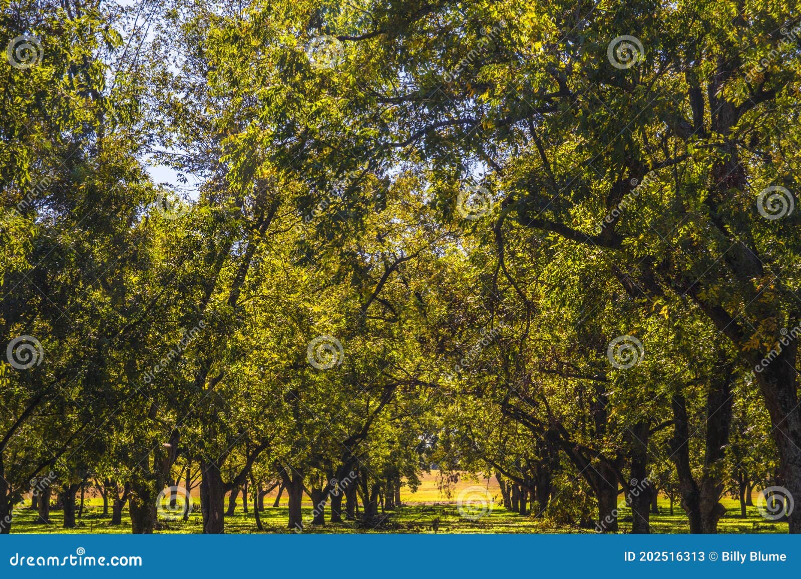Pecan Tree Orchard Farm and Rows of Pecan Trees and Path Stock Image ...