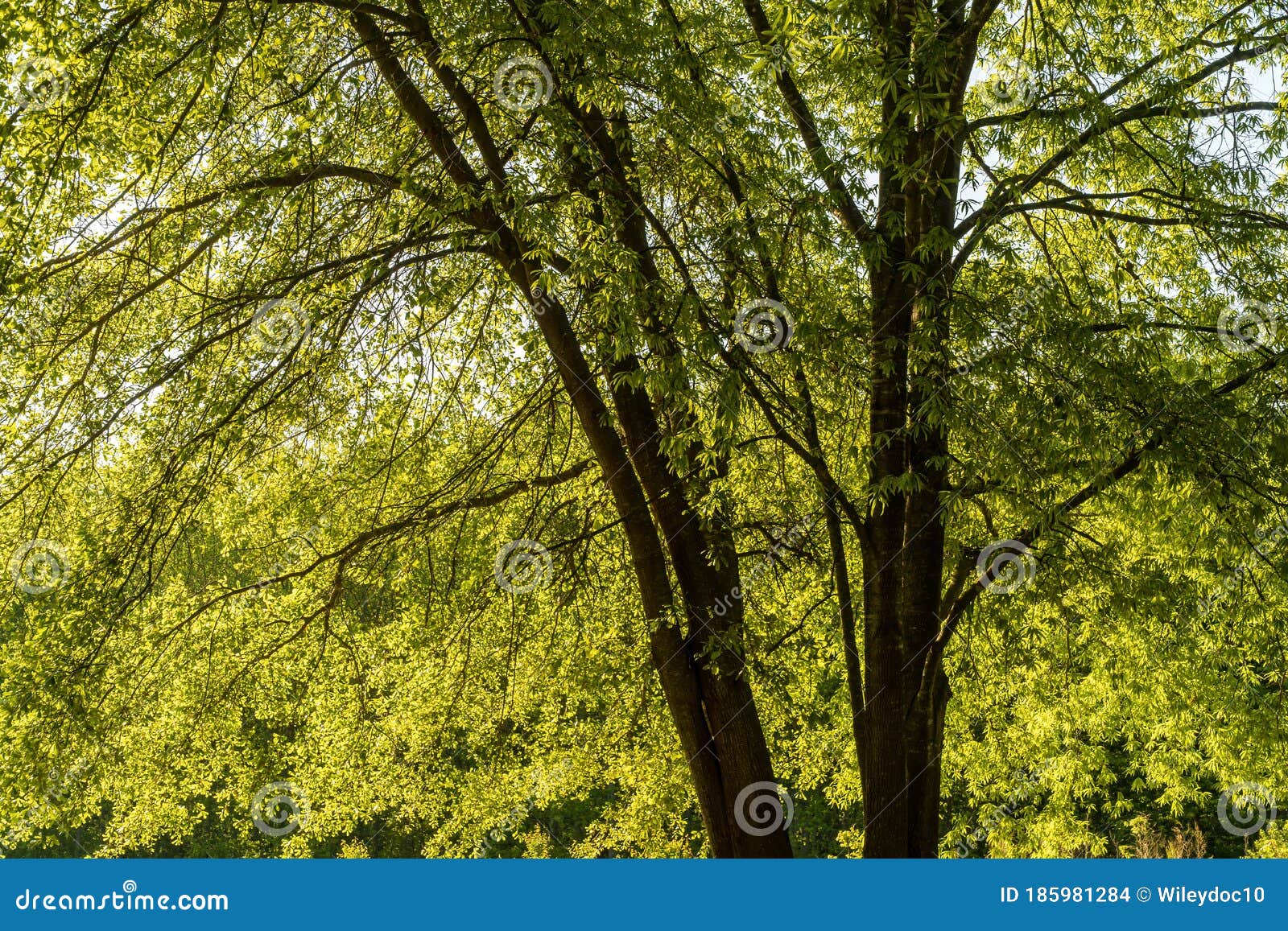 A Pecan Tree on a Spring Morning. Stock Photo - Image of pecanleaves ...