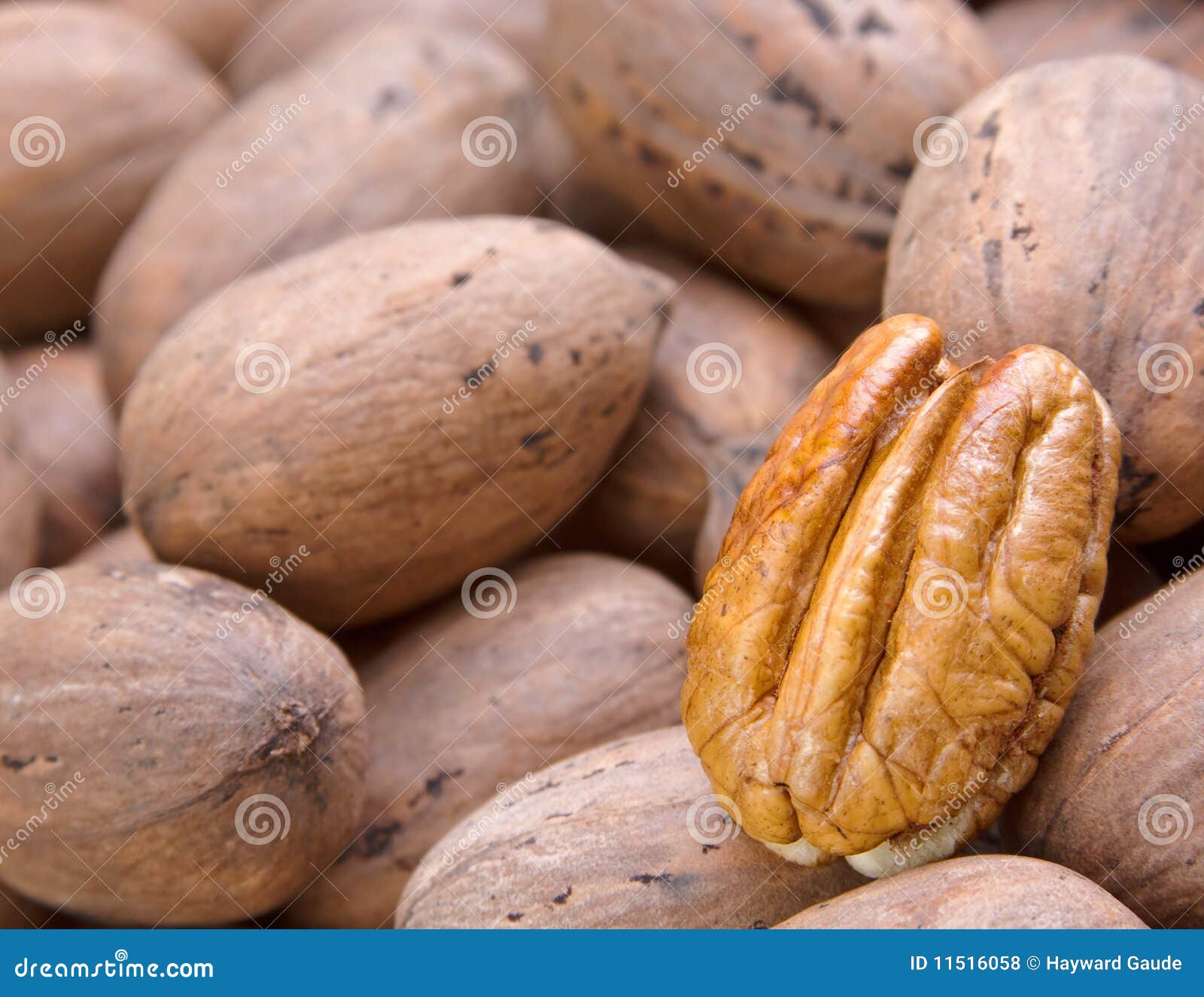 Pecans stock photo. Image of pecan, harvest, fall, delicious - 11516058