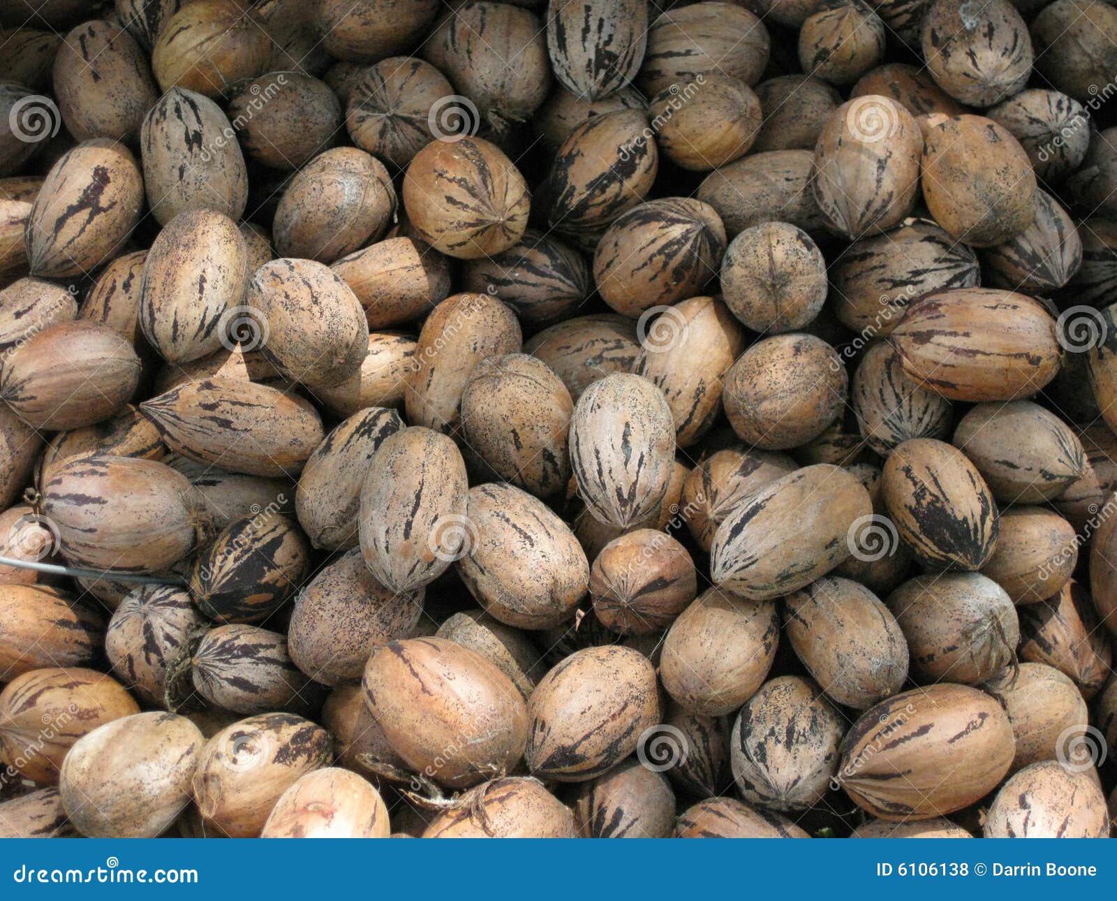 Pecans stock photo. Image of fall, seeds, shells, pile - 6106138