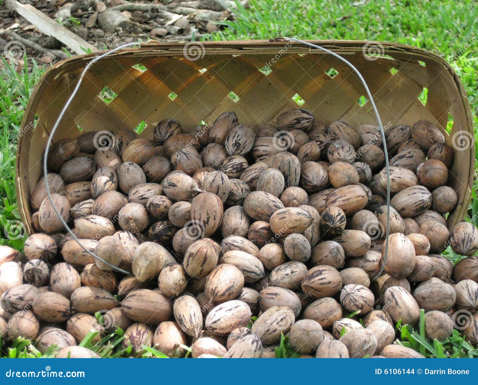 Pecans stock photo. Image of trees, fall, harvest, produce - 6106144