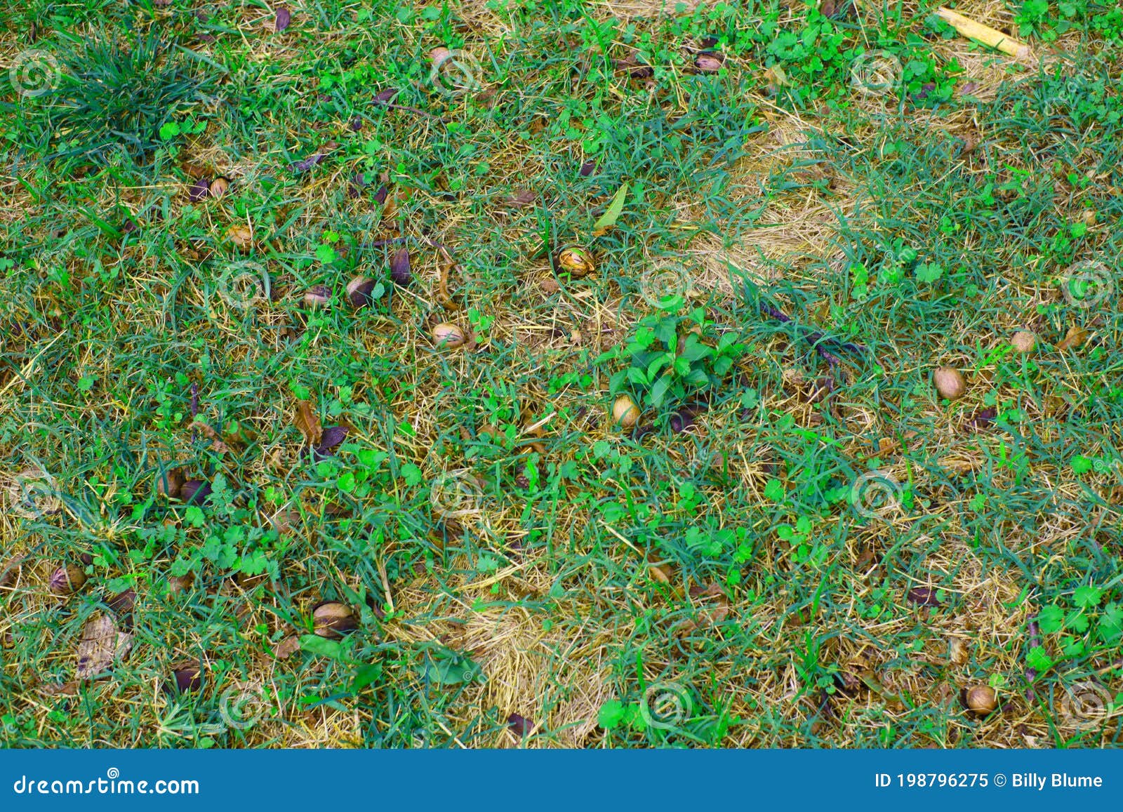 Pecans on the Ground for Harvest Stock Image - Image of pecan, touch ...