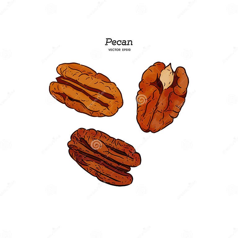 Pecans, Hand Draw Sketch Vector Stock Vector - Illustration of healthy ...