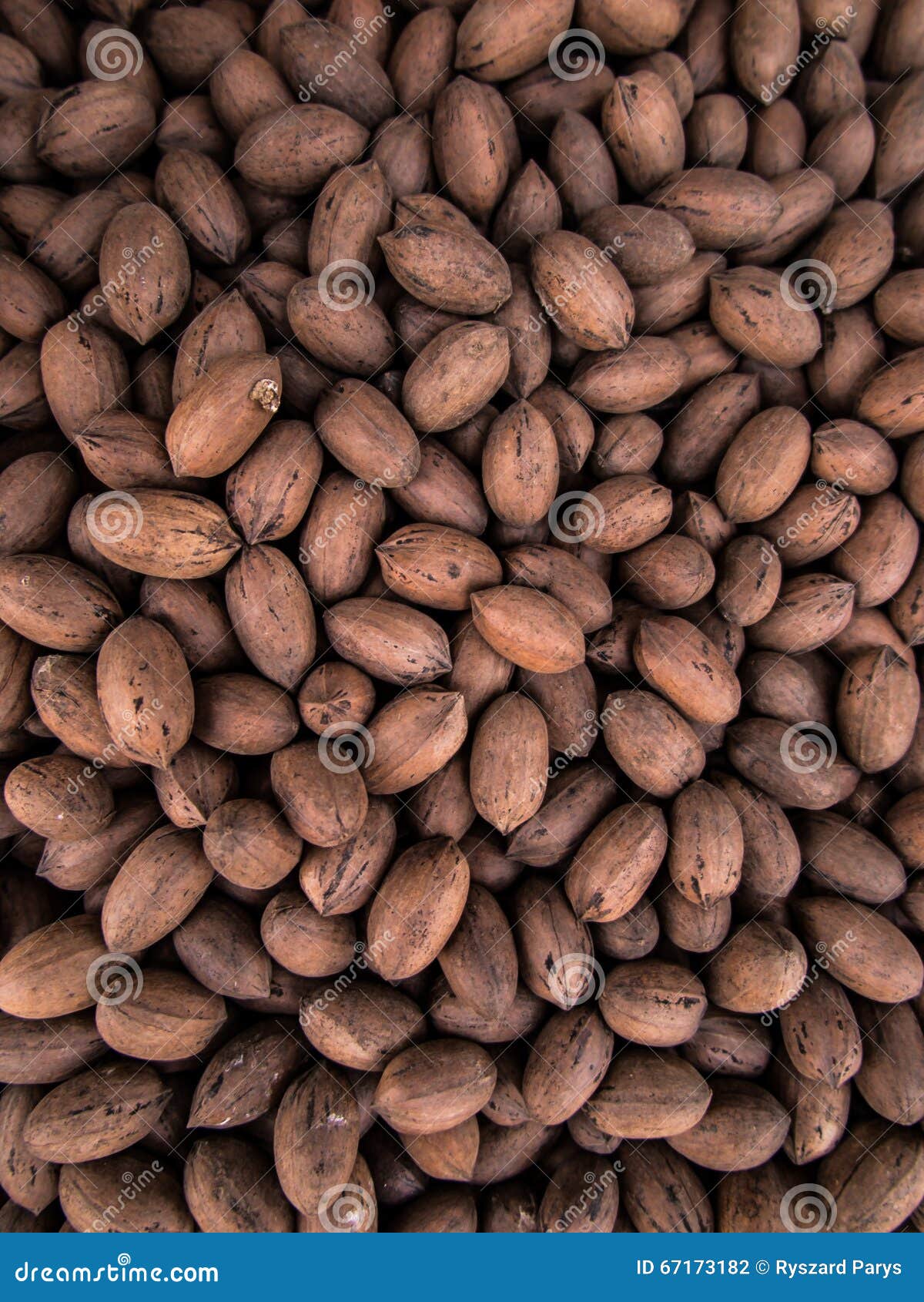 Pecans in the shell stock photo. Image of background - 67173182