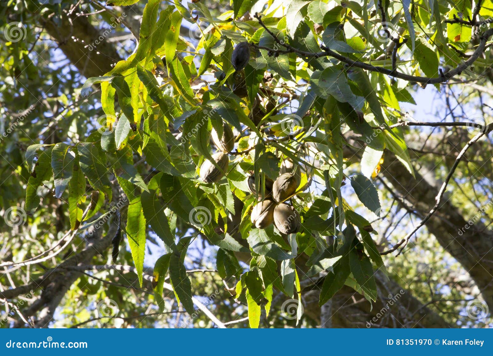 Pecans on tree stock photo. Image of ripe, shell, fresh - 81351970