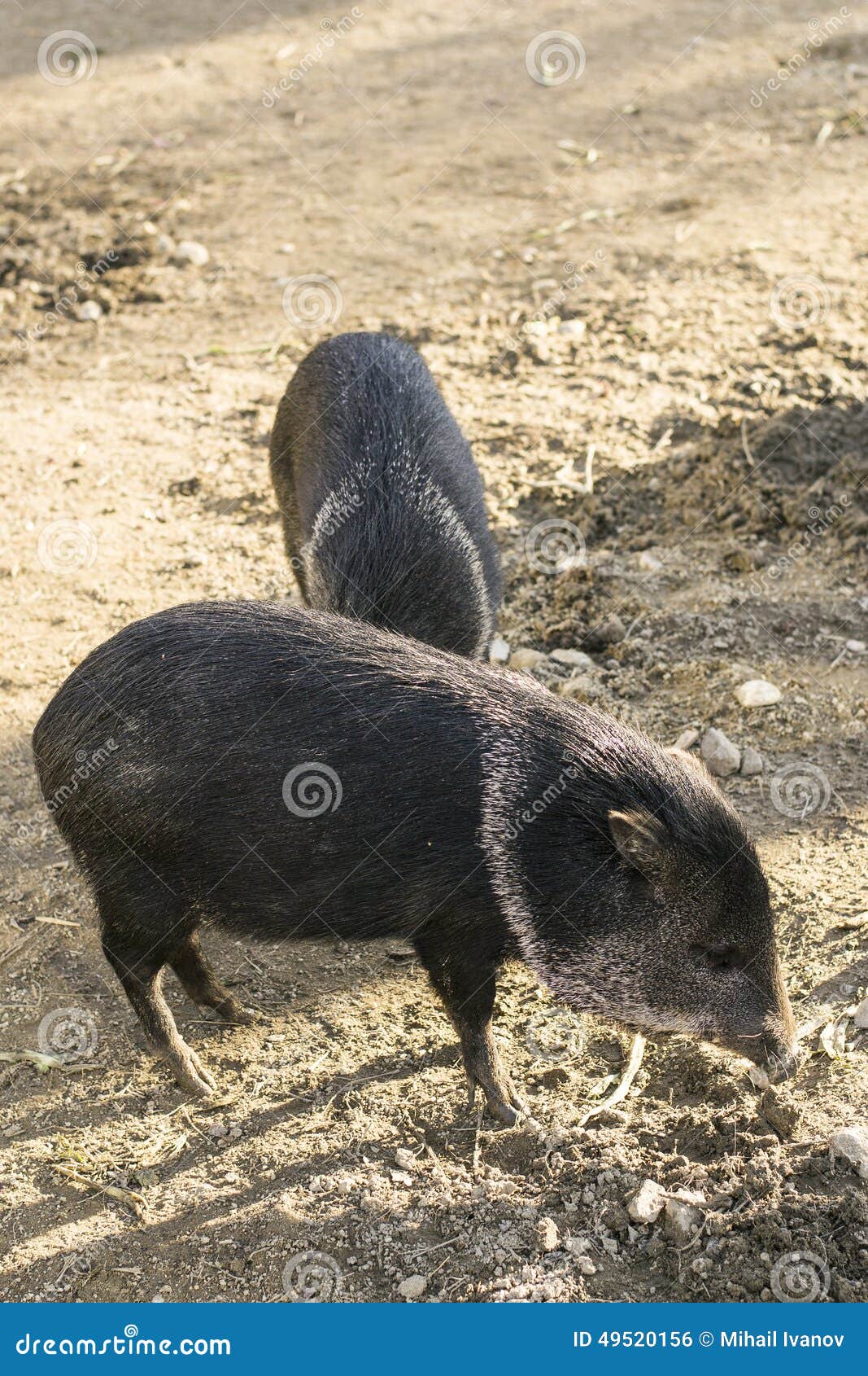 Pecari Messo Un Colletto (tajacu Di Pecari) Fotografia Stock - Immagine ...