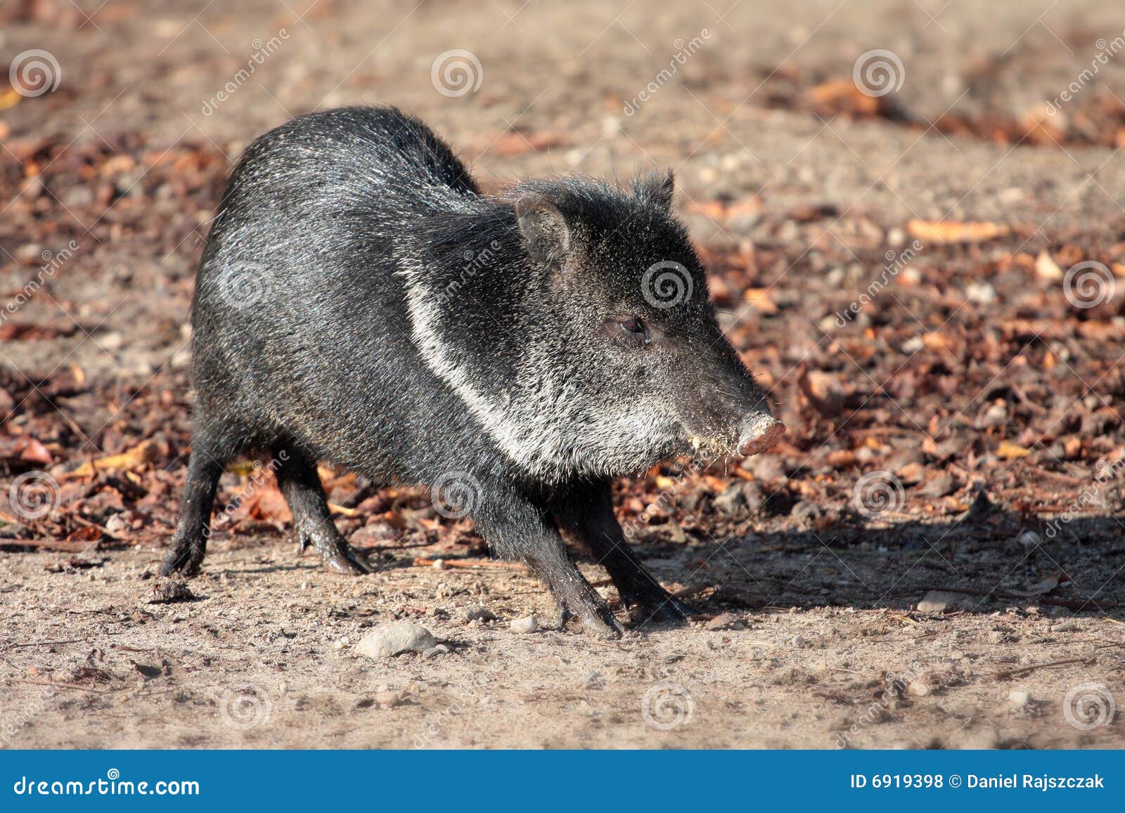 Pecari tajacu stock photo. Image of siberia, exit, beast - 6919398