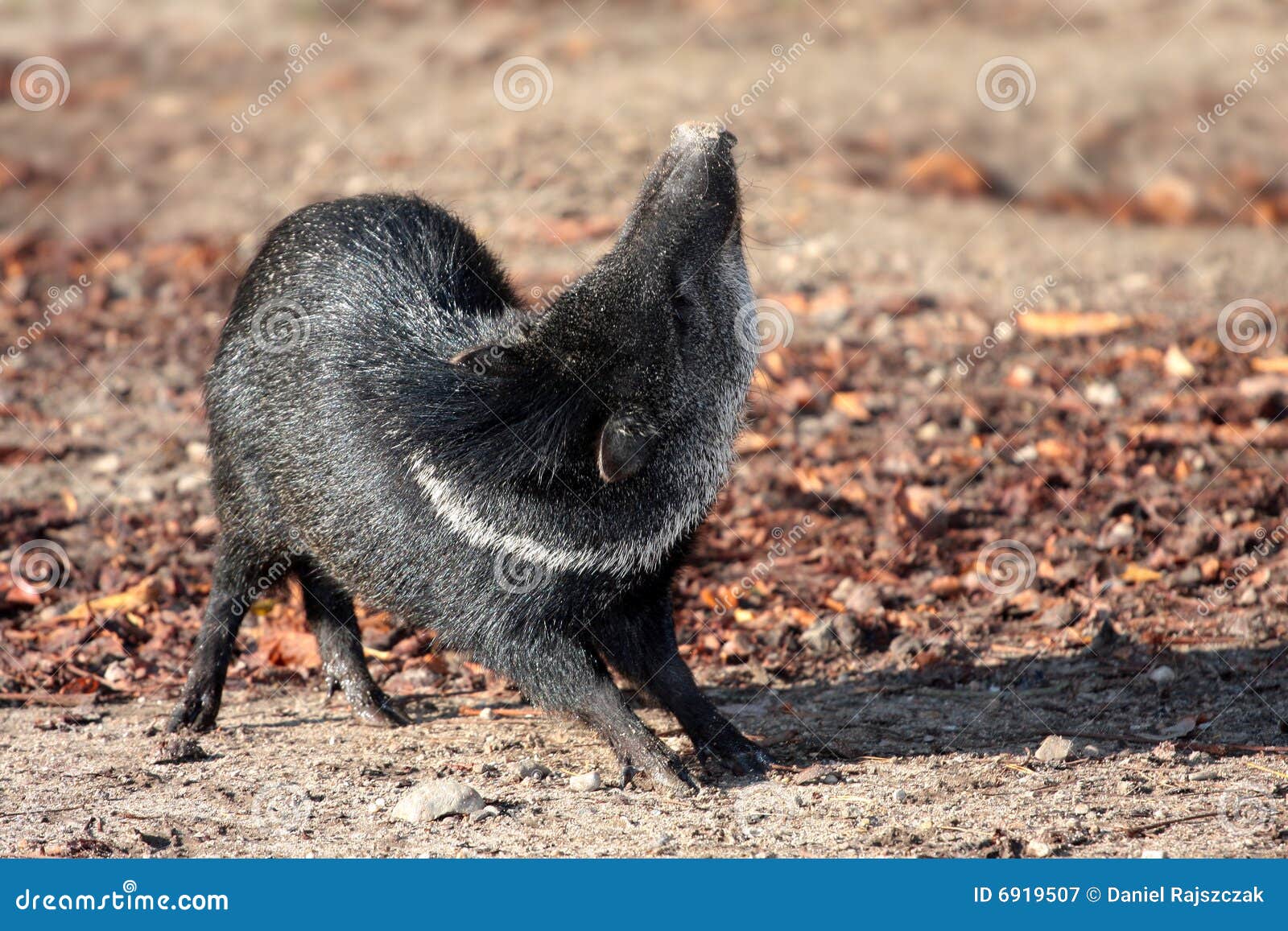 Pecari tajacu stock image. Image of north, swine, animals - 6919507