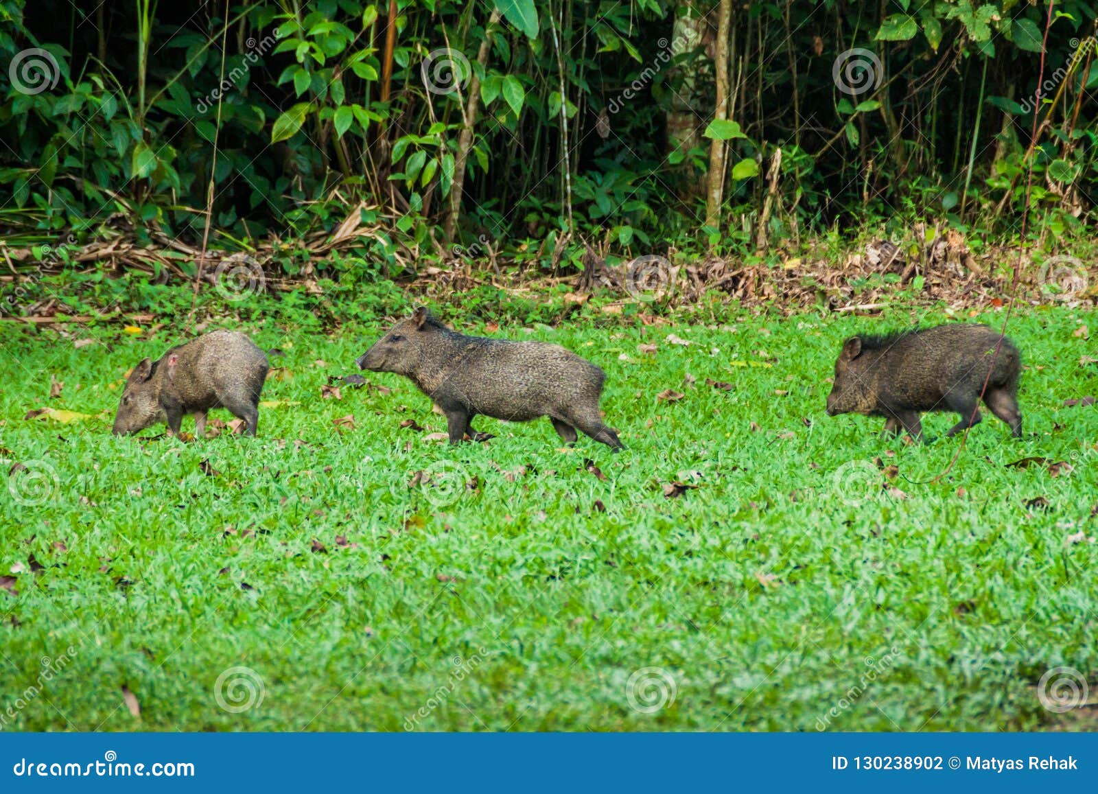 Peccaries in Cockscomb Basin Wildlife Sanctuary, Beliz Stock Photo ...