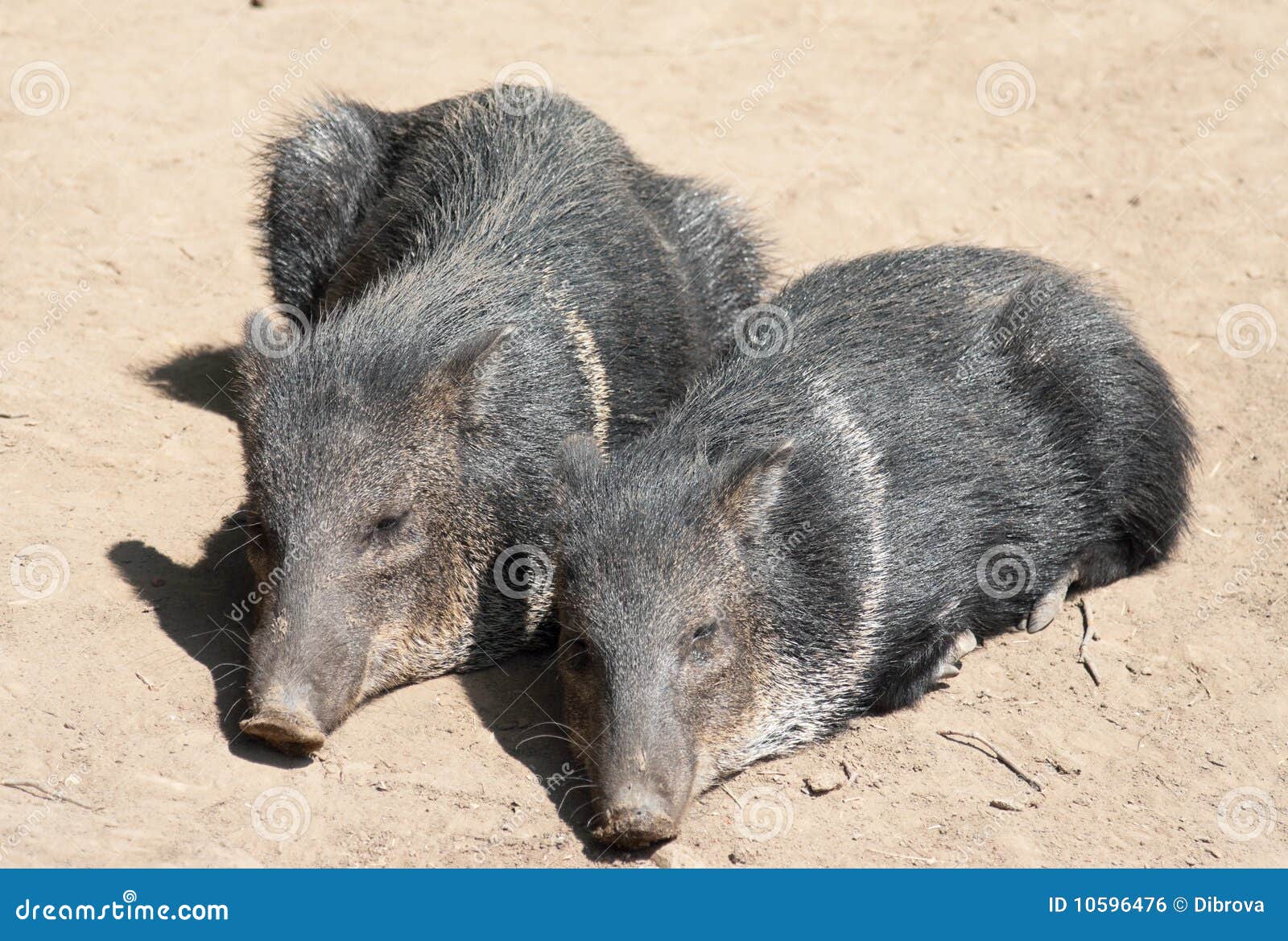 Peccary stock photo. Image of wild, javelina, pair, herbivore - 10596476
