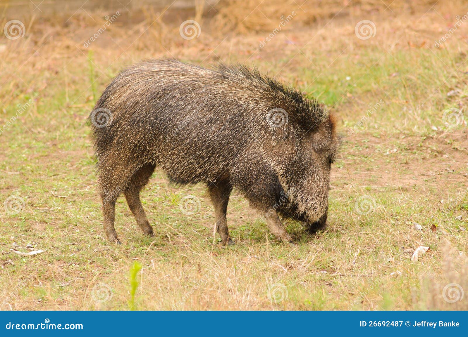 Peccary stock image. Image of indigenous, eating, western - 26692487