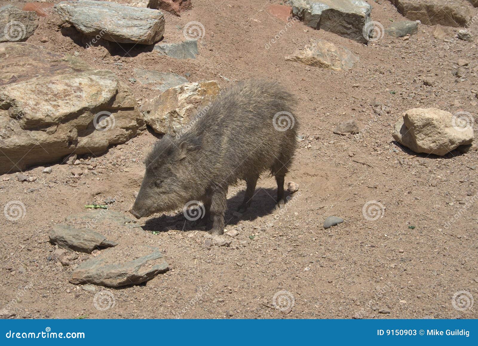 Peccary stock image. Image of animals, arid, feral, gray - 9150903
