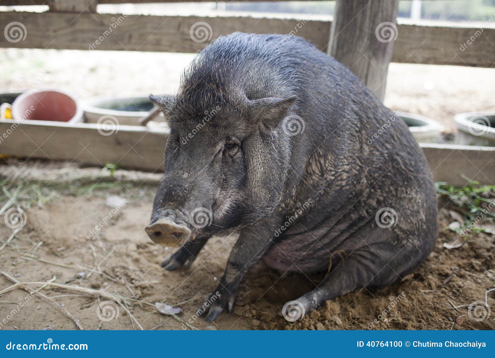 A Peccary stock photo. Image of america, scavenger, asia - 40764100