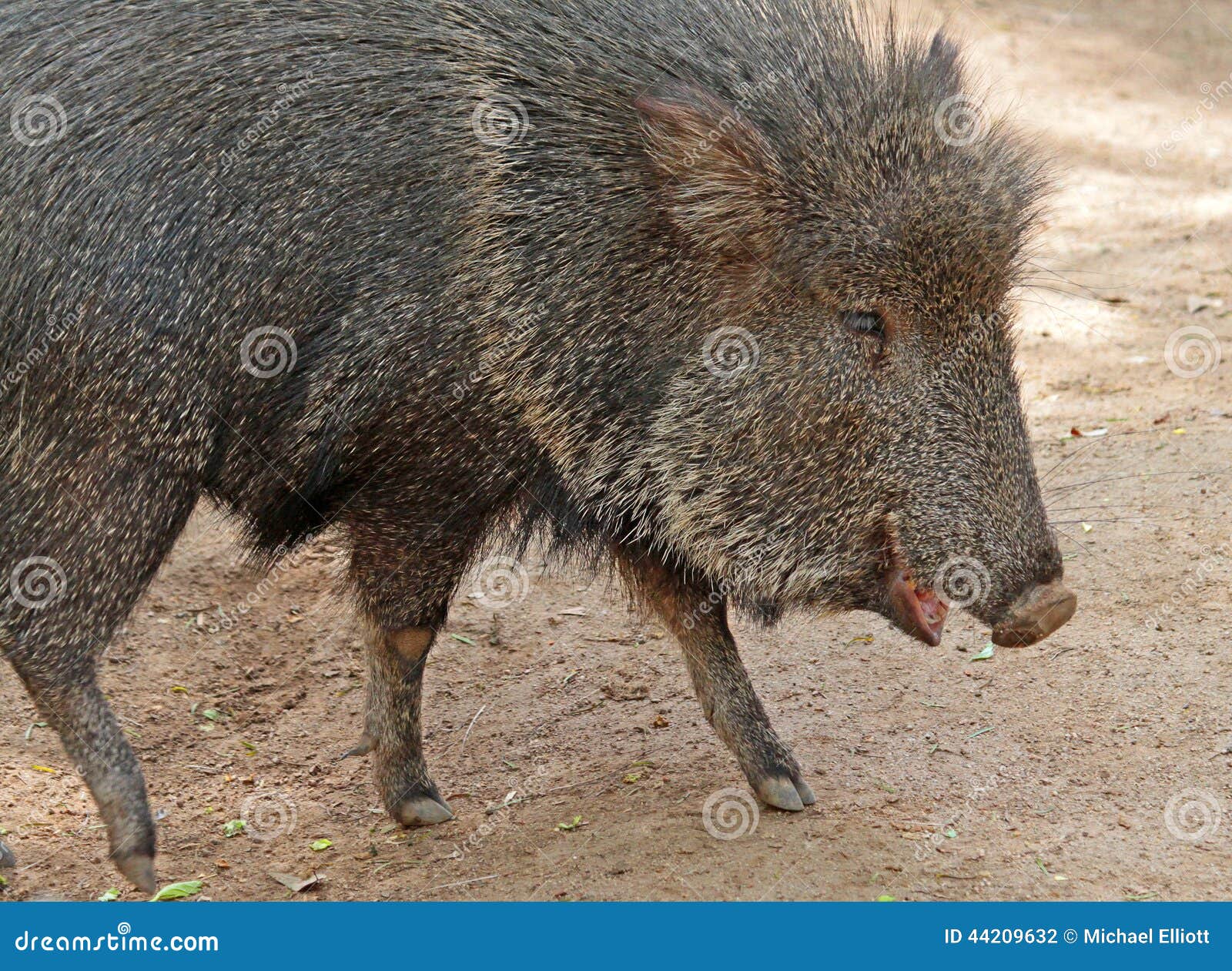 Peccary stock photo. Image of farm, dirty, mexico, nose - 44209632