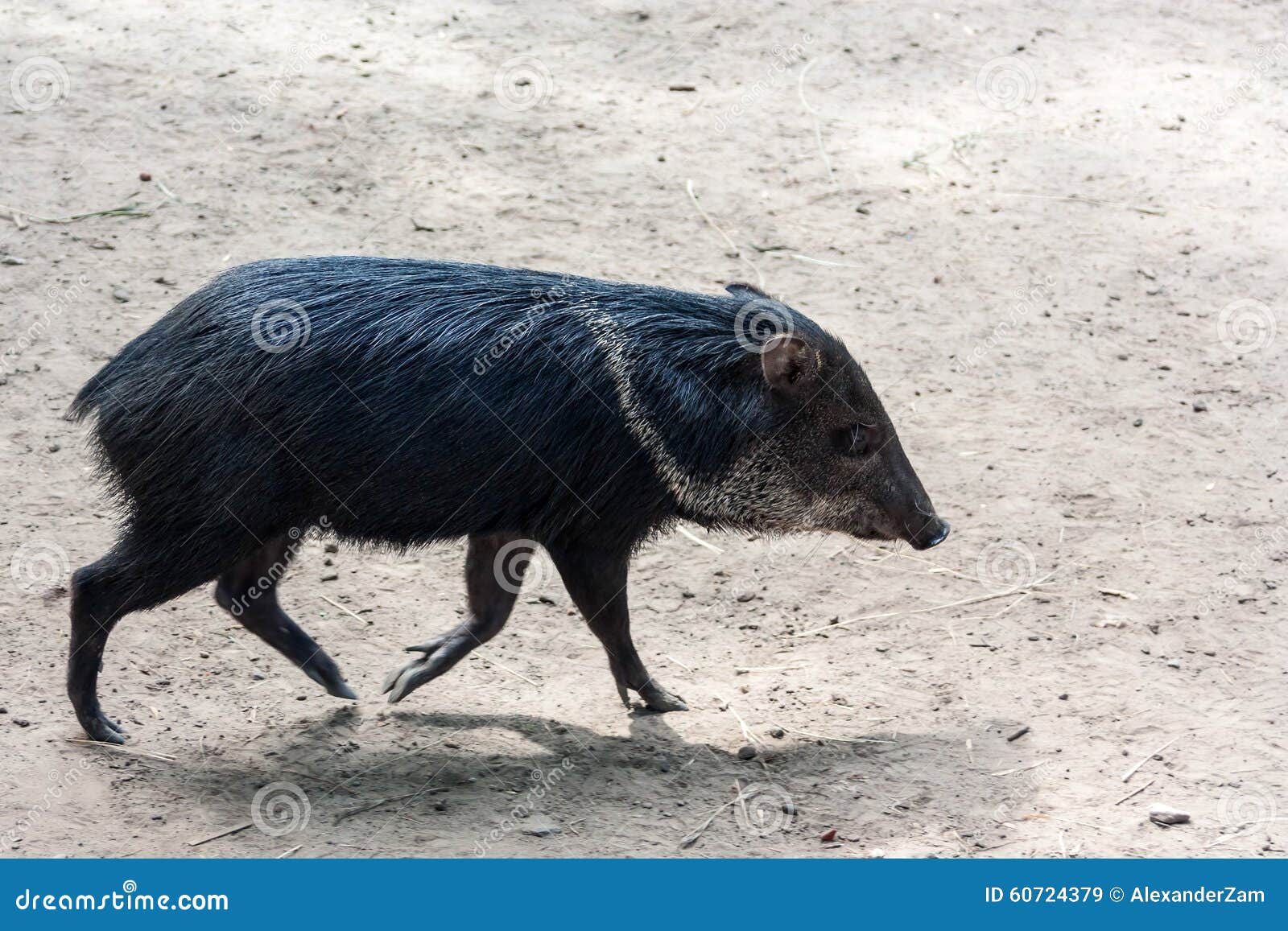 Peccary stock image. Image of hoof, outdoor, cloven, javelina - 60724379