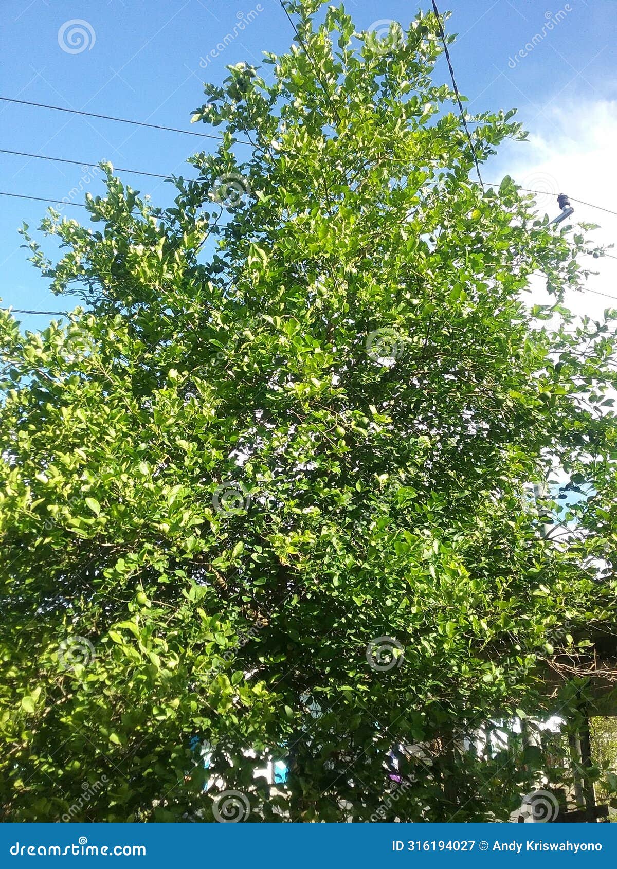A Pecel Orange Tree that Grows Towering with Lots of Leaves and Twigs ...