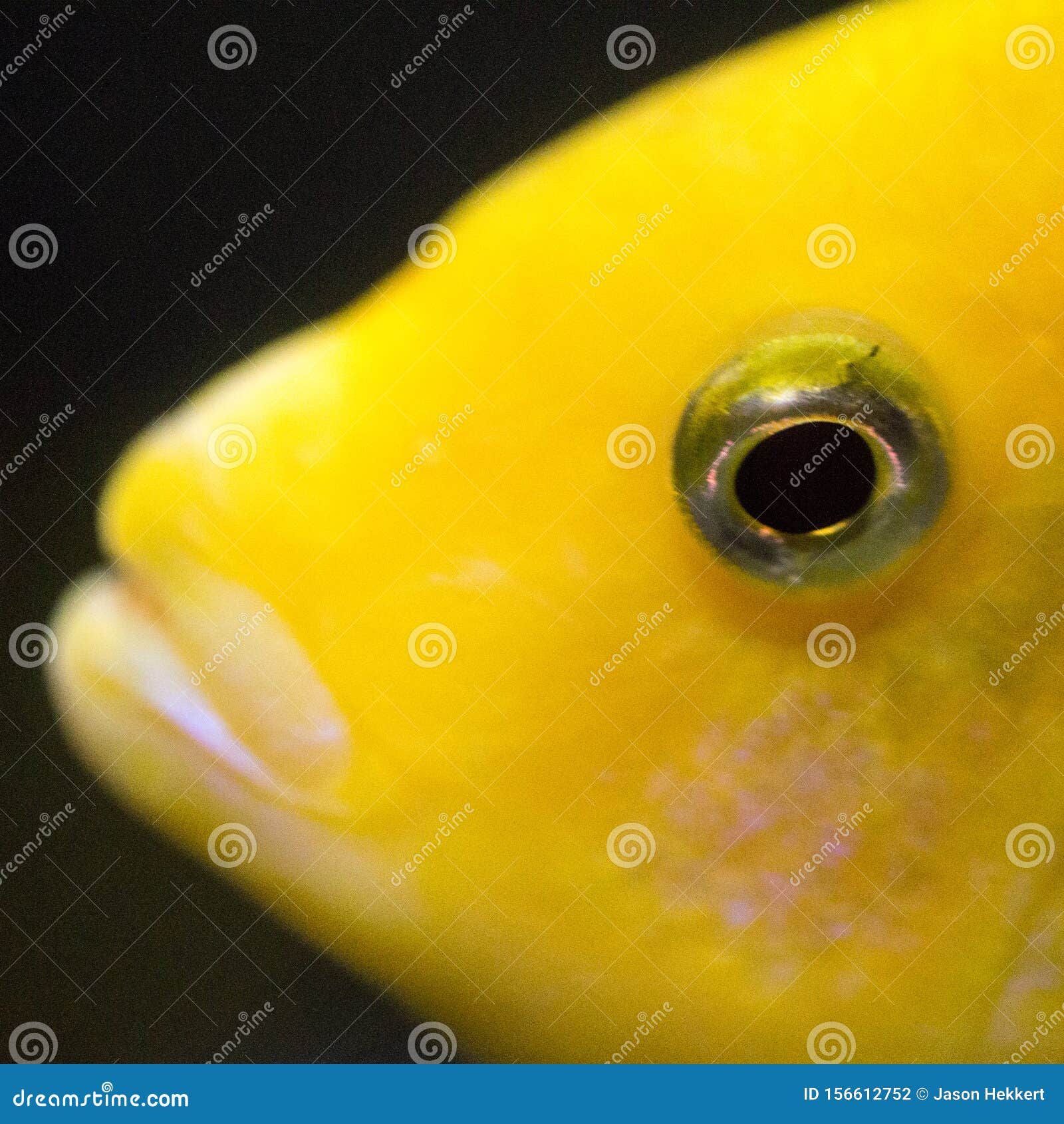 Peces amarillos foto de archivo. Imagen de macro, primer - 156612752