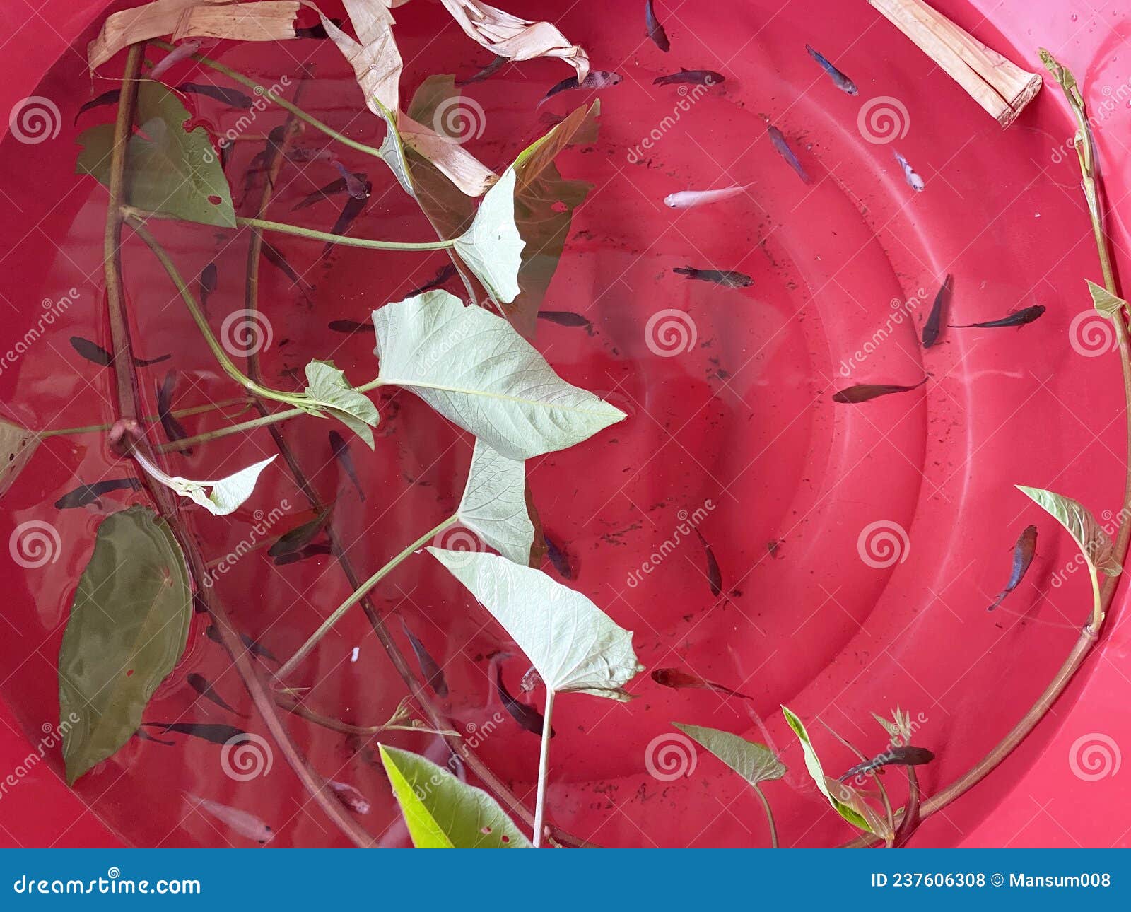 Peces betta en cuenca roja foto de archivo. Imagen de agua - 237606308