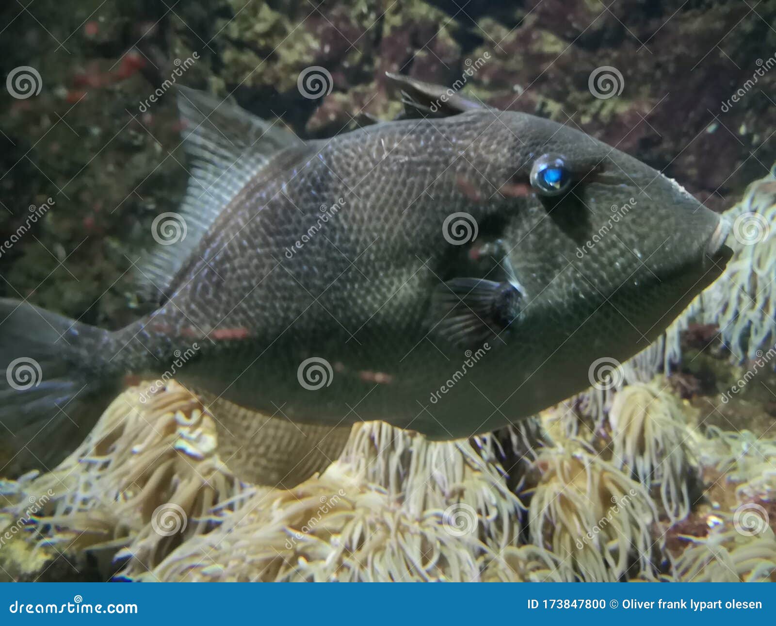 Peces Con Ojos Azules Beutia Foto de archivo - Imagen de agua, azul ...