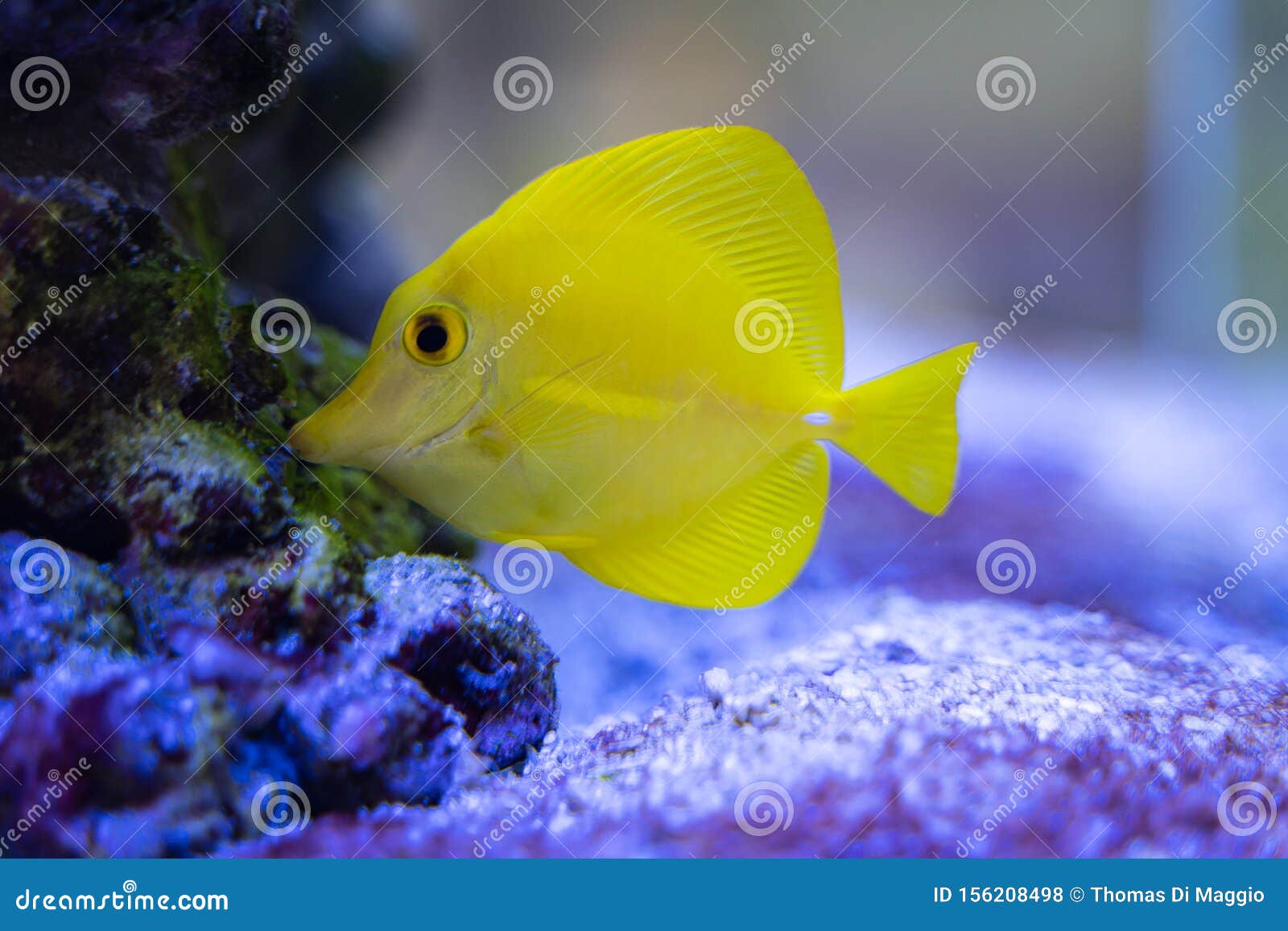 Peces curiosos foto de archivo. Imagen de amarillo, salino - 156208498