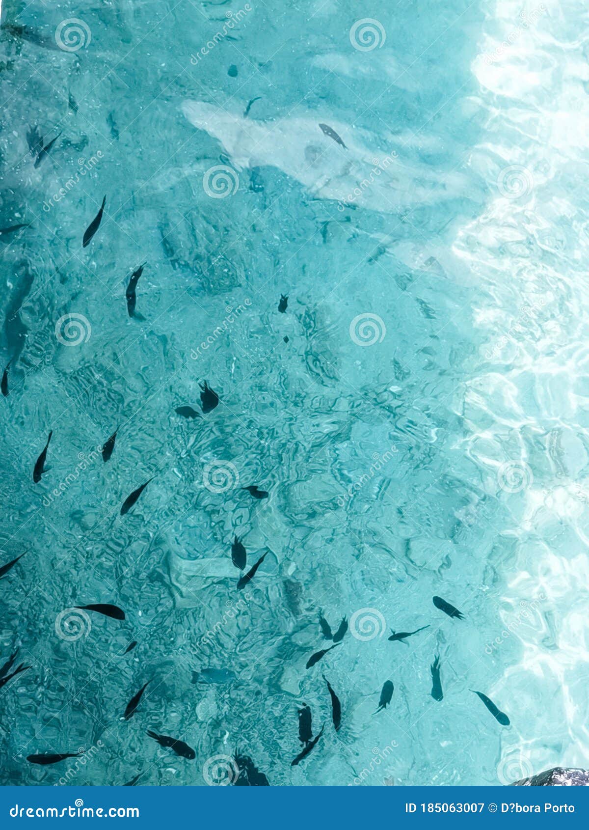 Peces De Agua Azul Turquesa Imagen de archivo - Imagen de azul, onda ...