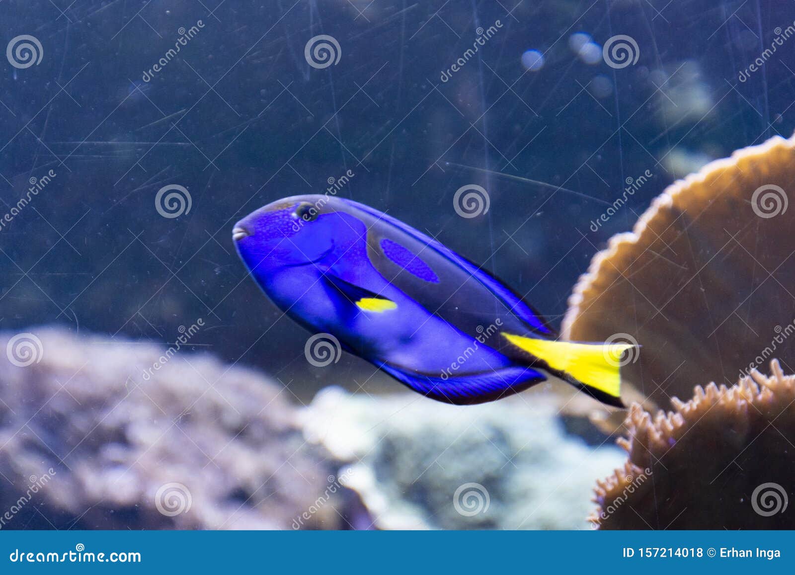 Peces De Arrecife Azul Nadando En Tanque Foto de archivo - Imagen de ...