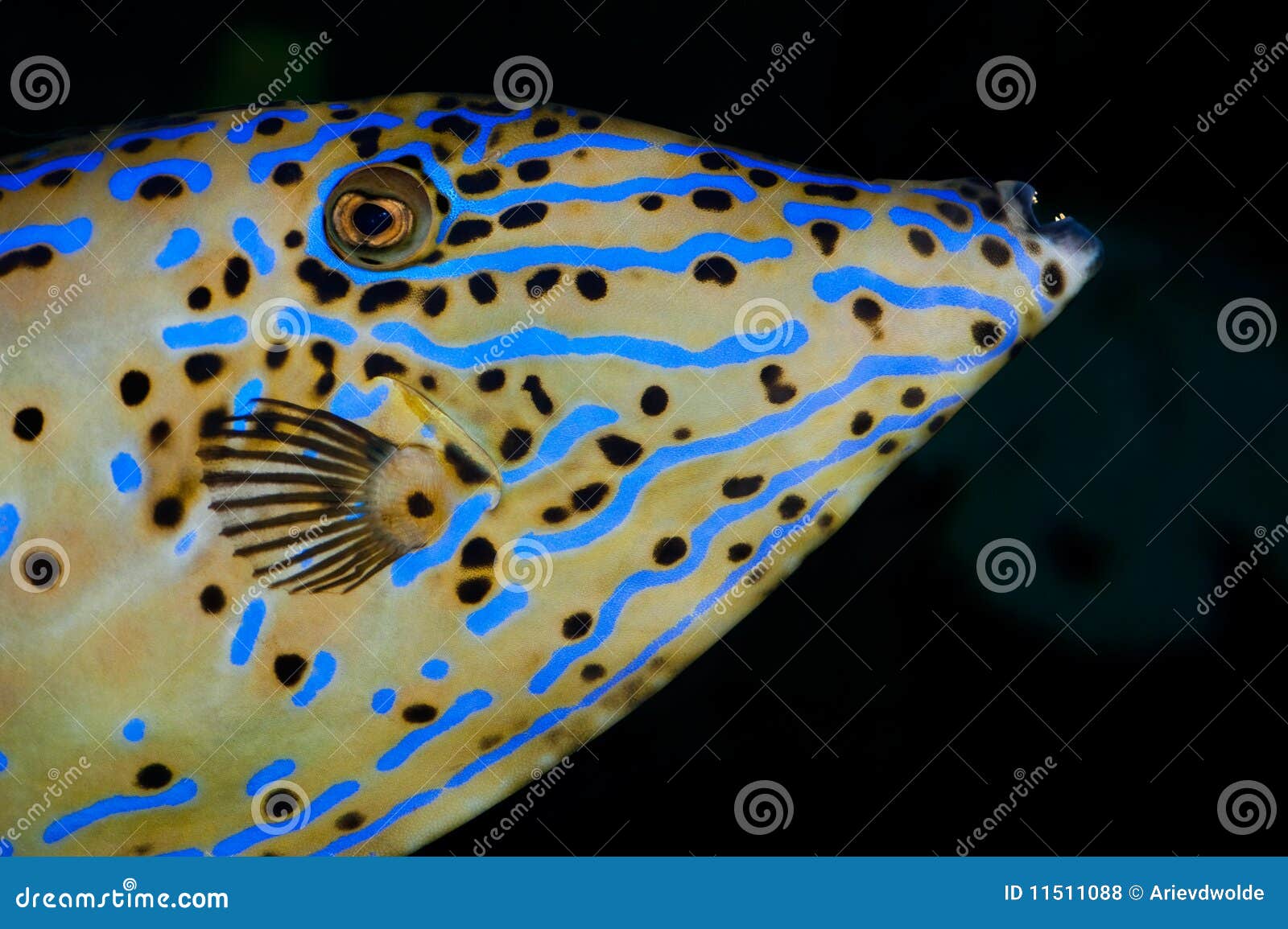 Peces de mar azules foto de archivo. Imagen de coloreado - 11511088