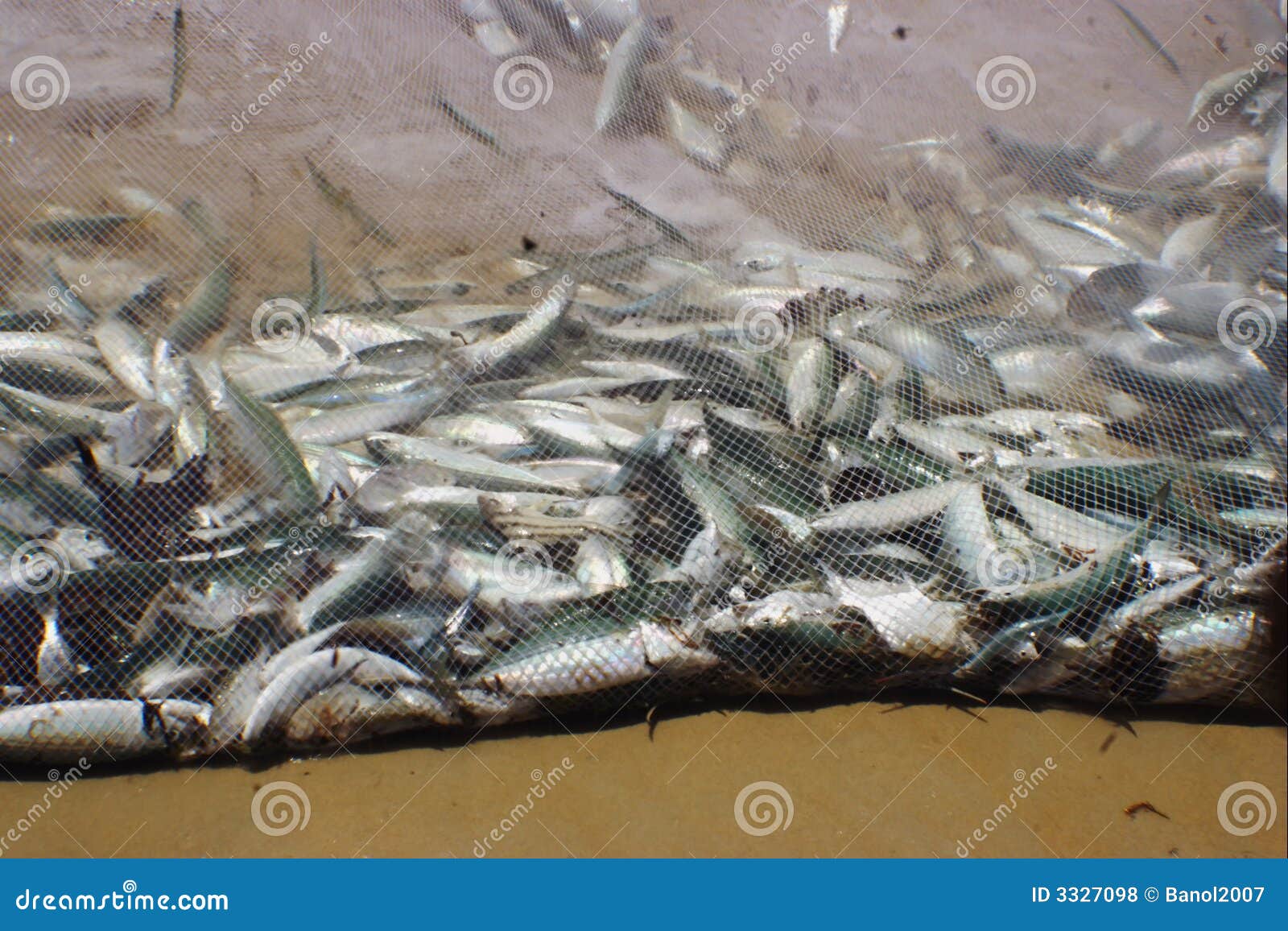 Peces de mar en la red. foto de archivo. Imagen de arena - 3327098