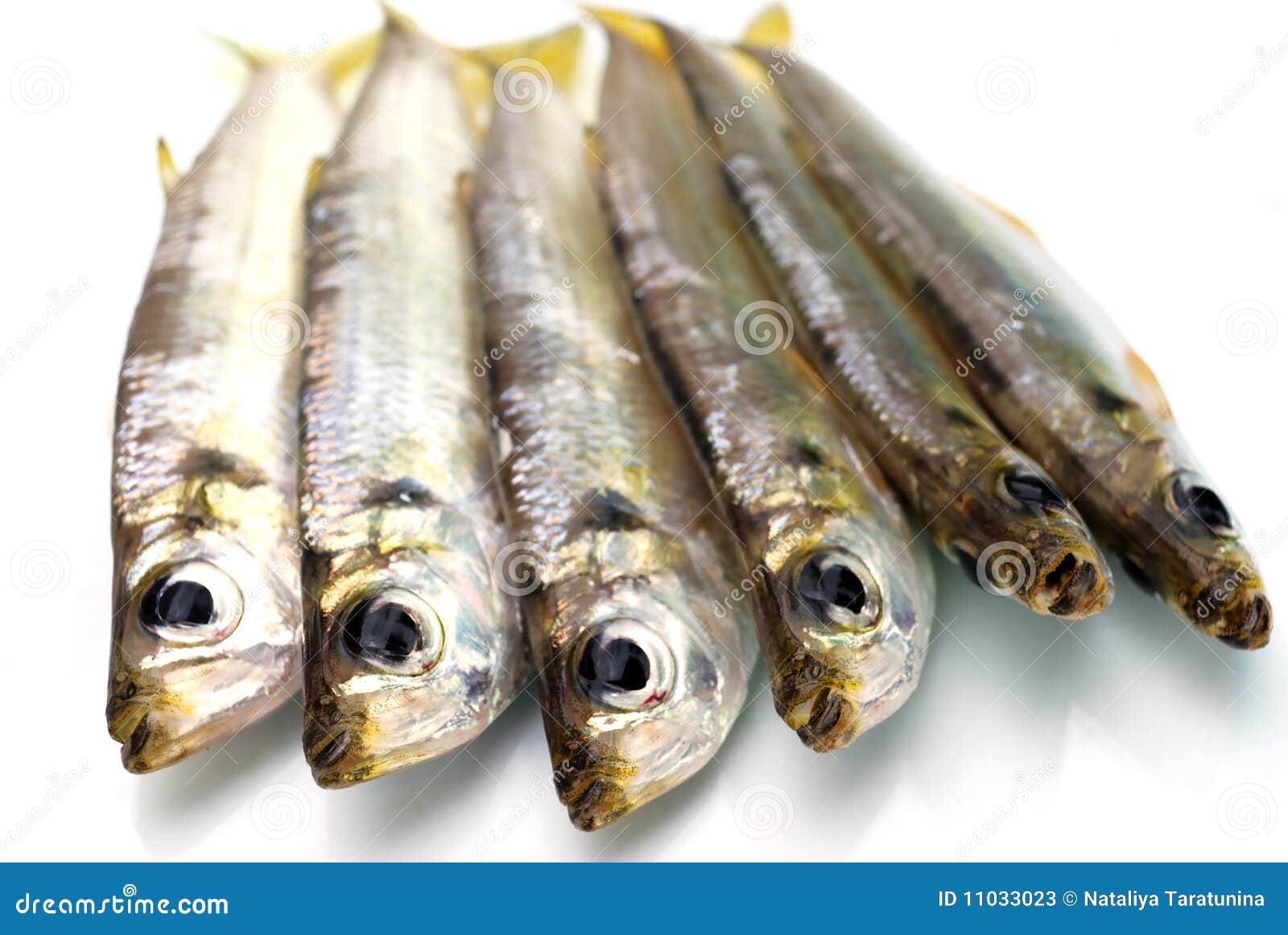 Peces de mar frescos imagen de archivo. Imagen de mojado - 11033023