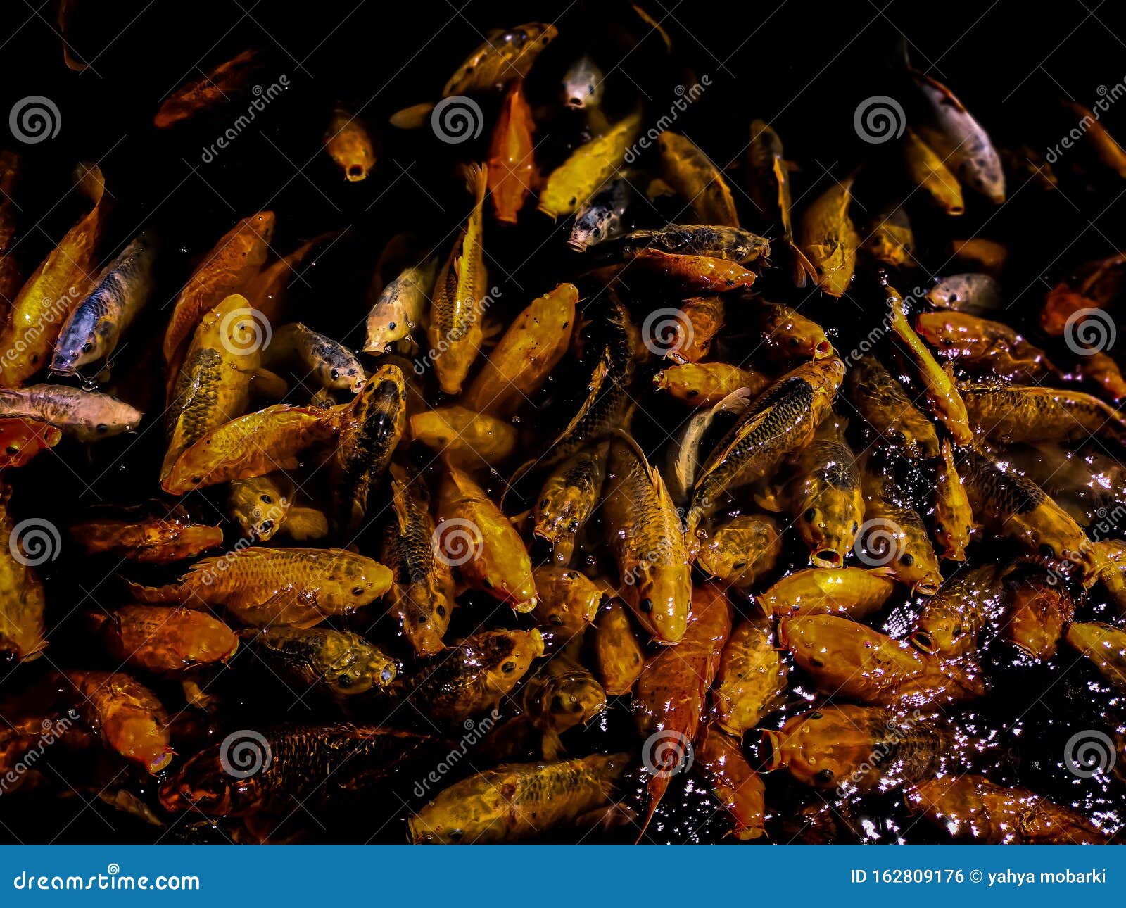 Peces en lago en Indonesia foto de archivo. Imagen de excepto - 162809176
