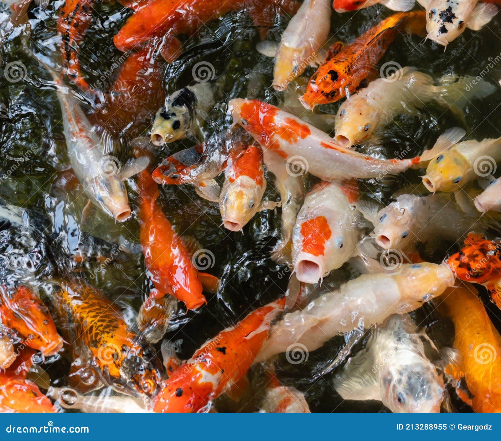 Peces Koi O Peces Carpa Nadando En Un Estanque Imagen de archivo ...