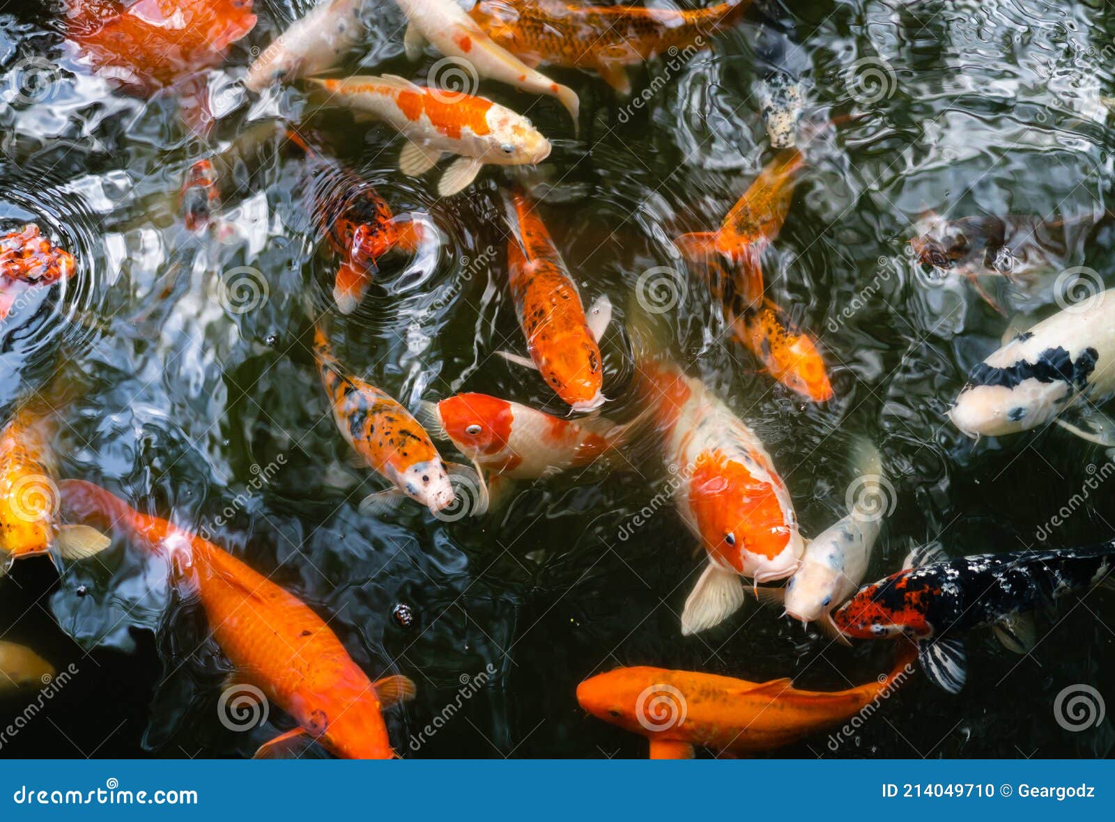 Peces Koi O Peces Carpa Nadando En Un Estanque Foto de archivo - Imagen ...