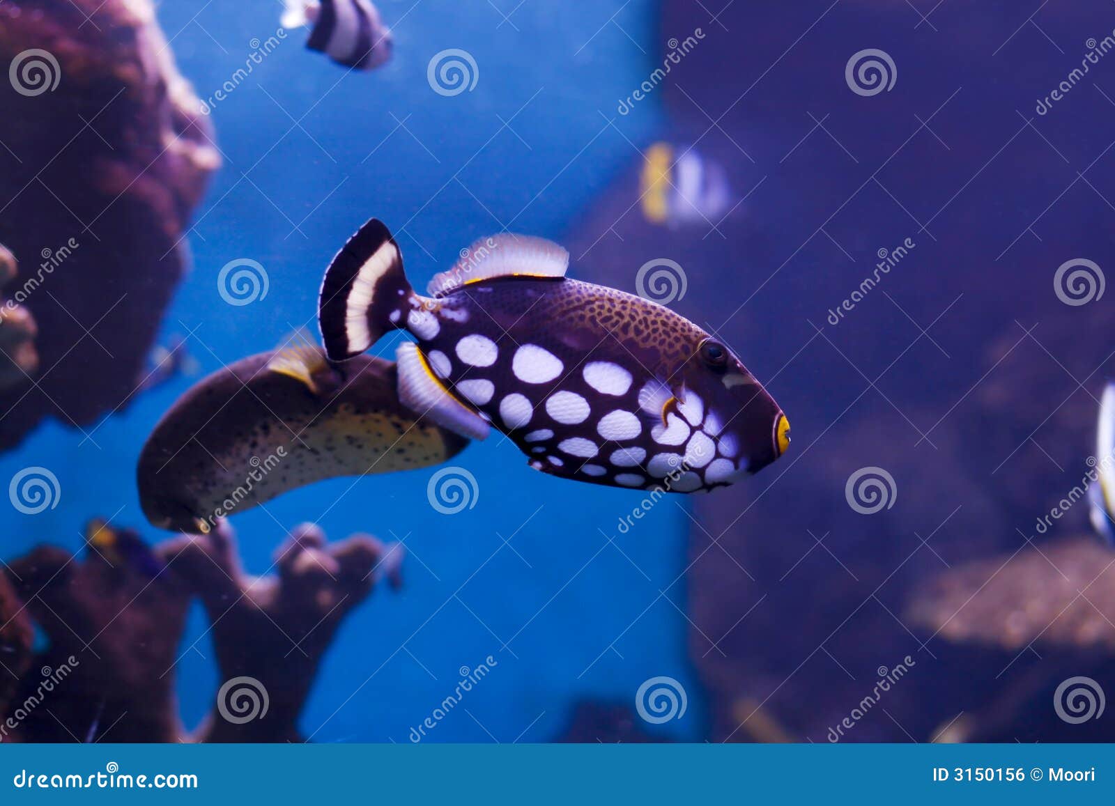 Peces marinos foto de archivo. Imagen de criatura, invertebrado - 3150156