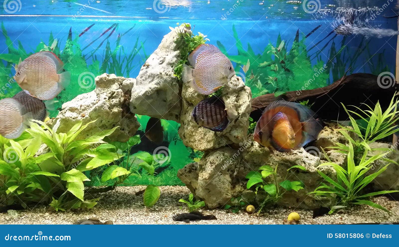 Peces Marinos En El Acuario Foto de archivo - Imagen de acuario, crimea ...