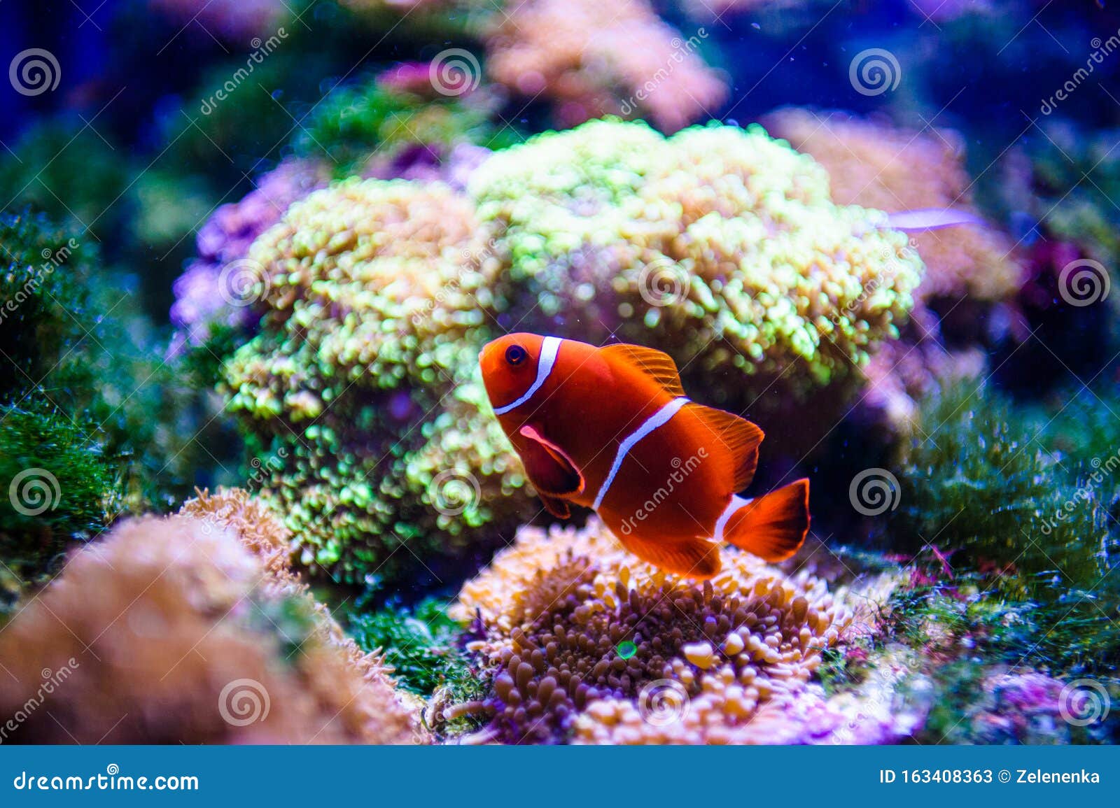 Peces tropicales coloridos imagen de archivo. Imagen de maldivas ...