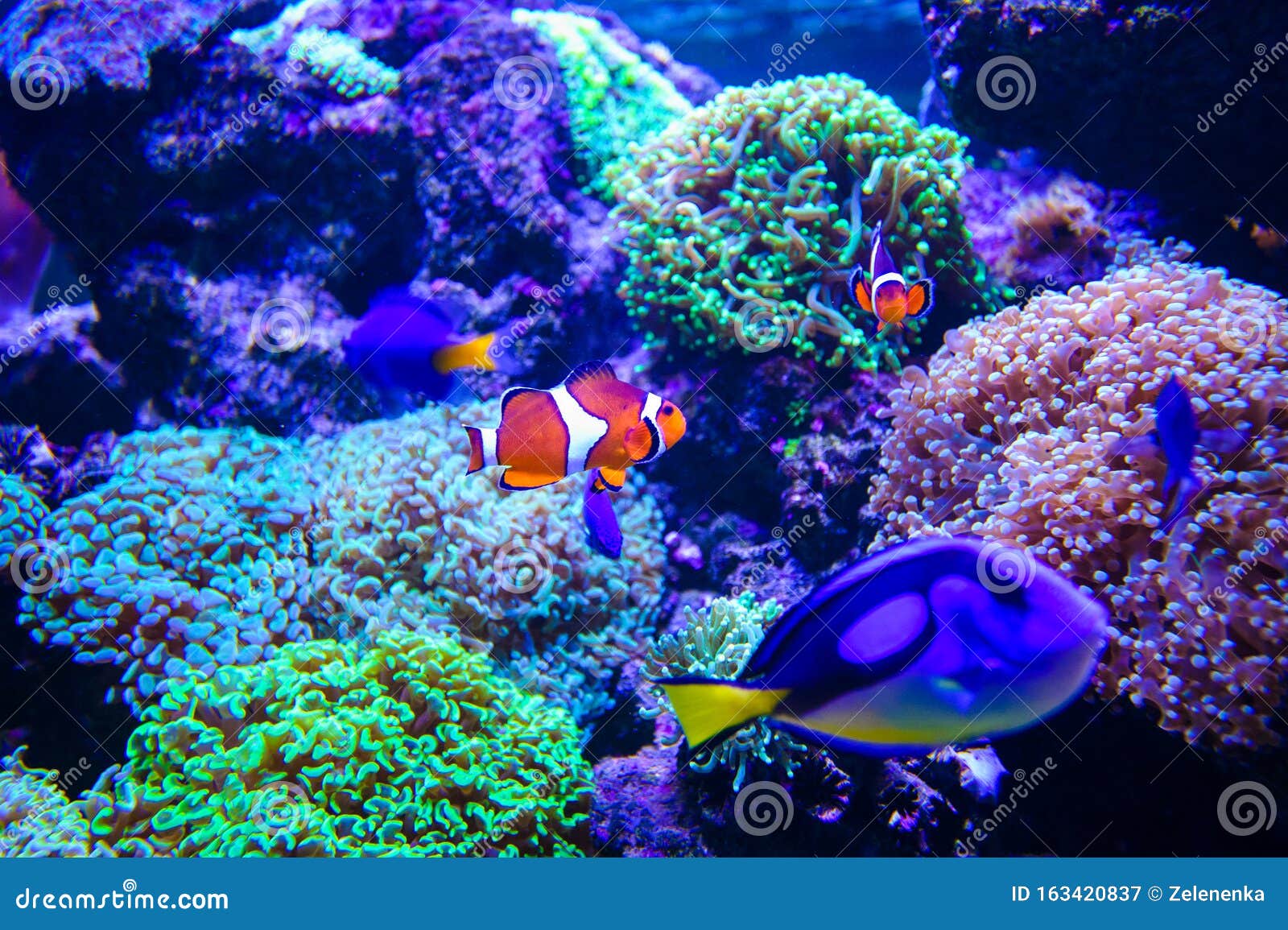 Peces y corales marinos imagen de archivo. Imagen de vida - 163420837